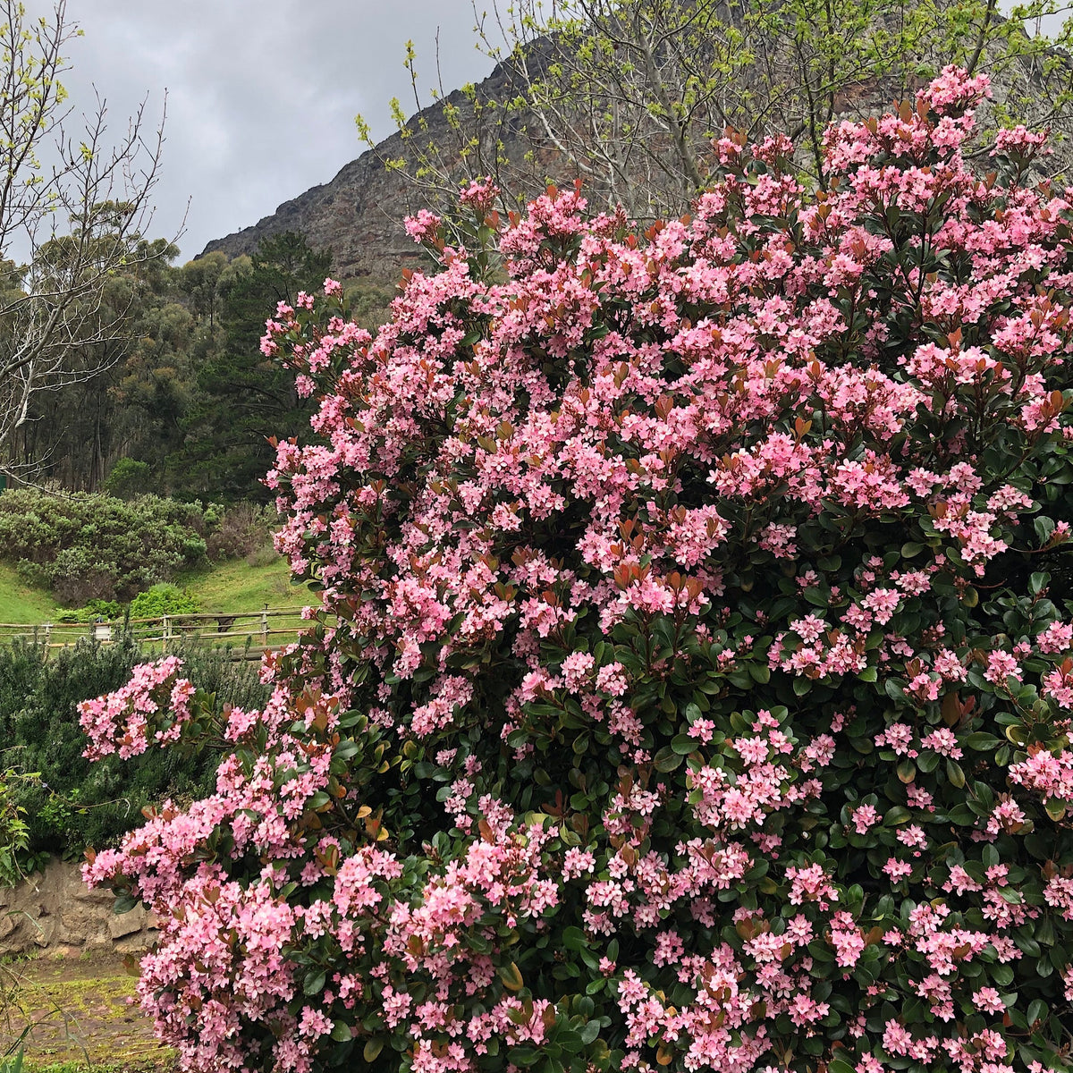 Indian Hawthorn Dark Pink - Low Maintenance Hedge | Cape Garden – Cape ...