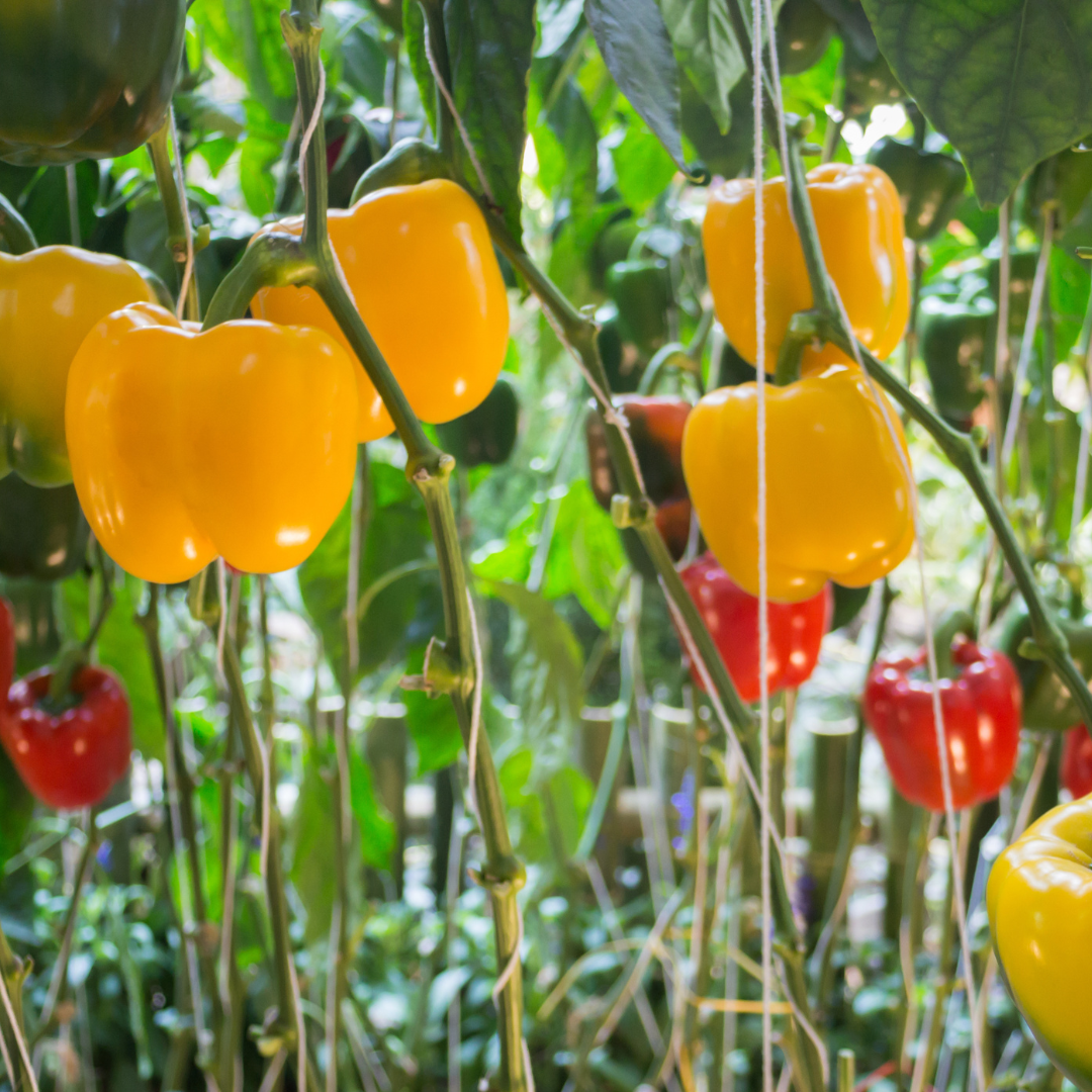 Yellow Pepper Seedlings Cape Town | Six Pack | Western Cape Delivery ...