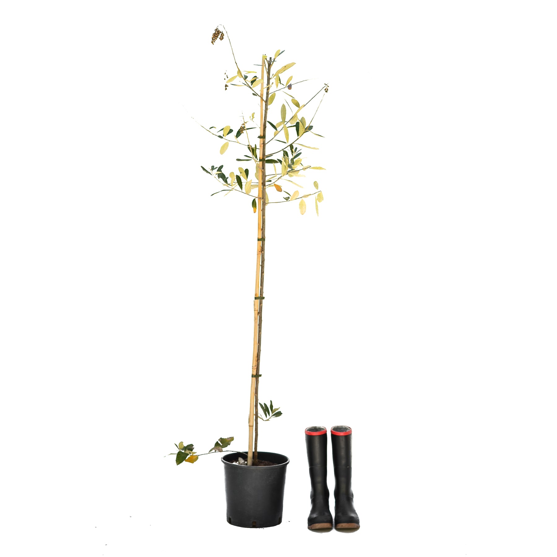 Coast Silver Oak - Indigenous Windbreak Tree | Cape Garden – Cape ...
