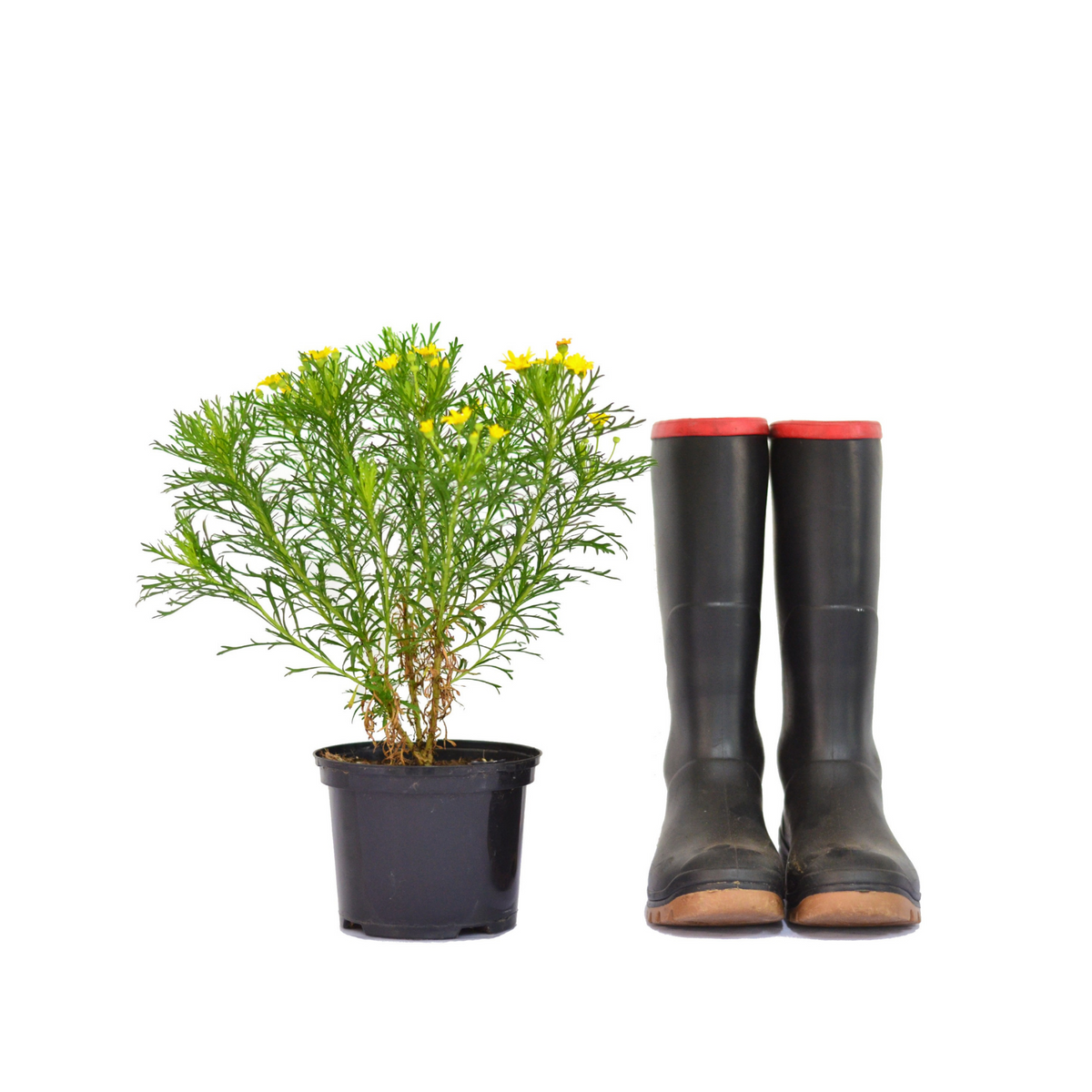 Wild Daisy Bush | Euryops 'Sunshine Classic Fine' – Cape Garden Online