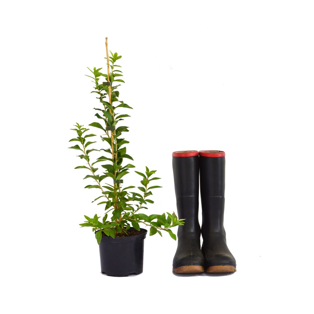 Kei Apple -Indigenous Thorny Hedge with Edible Fruit – Cape Garden Online
