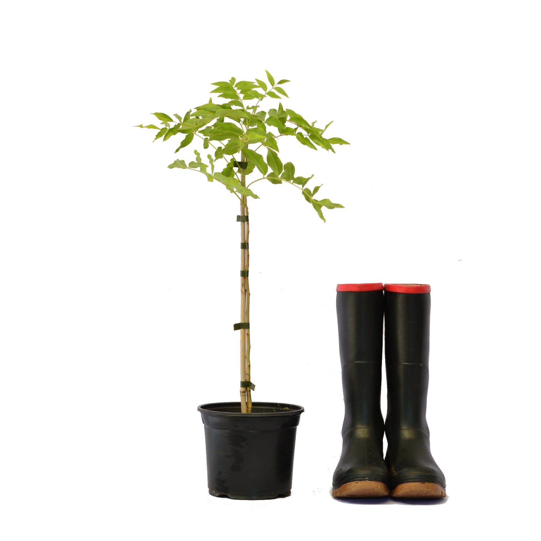 Trees – Cape Garden Online