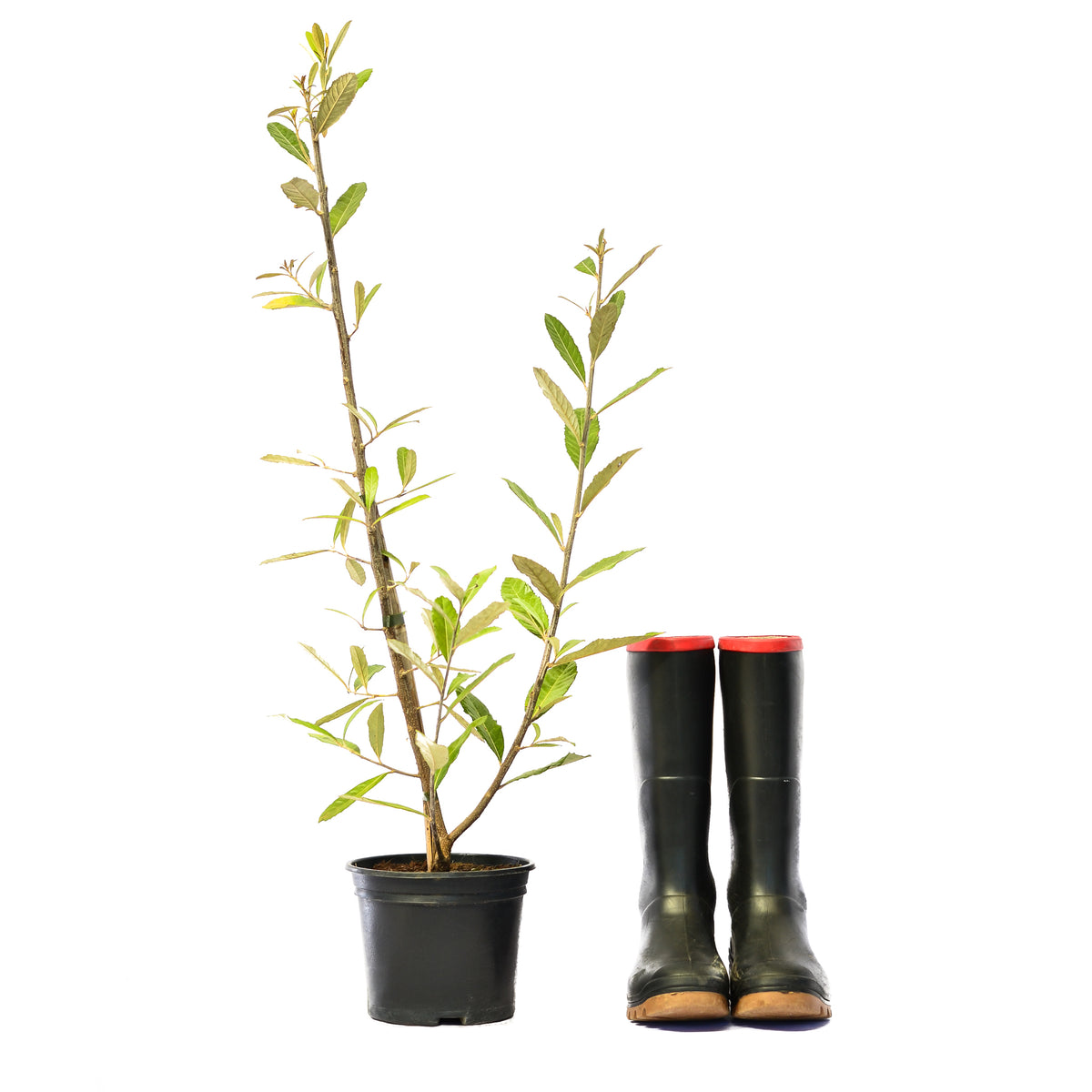 Coast Silver Oak - Indigenous Windbreak Tree | Cape Garden – Cape ...
