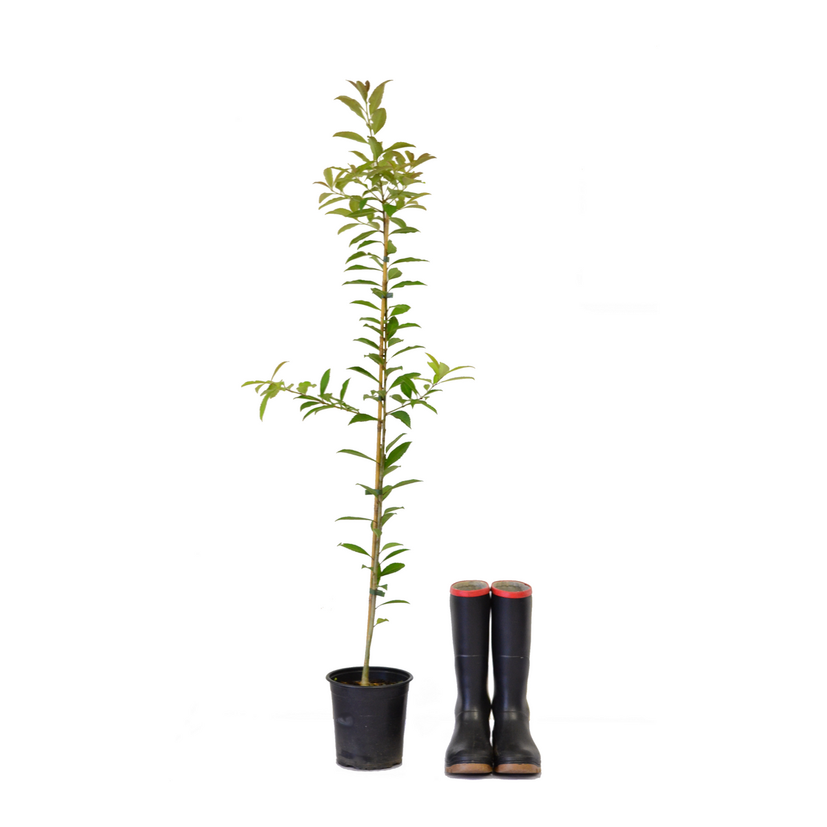 African Holly | Ilex mitis – Cape Garden Online