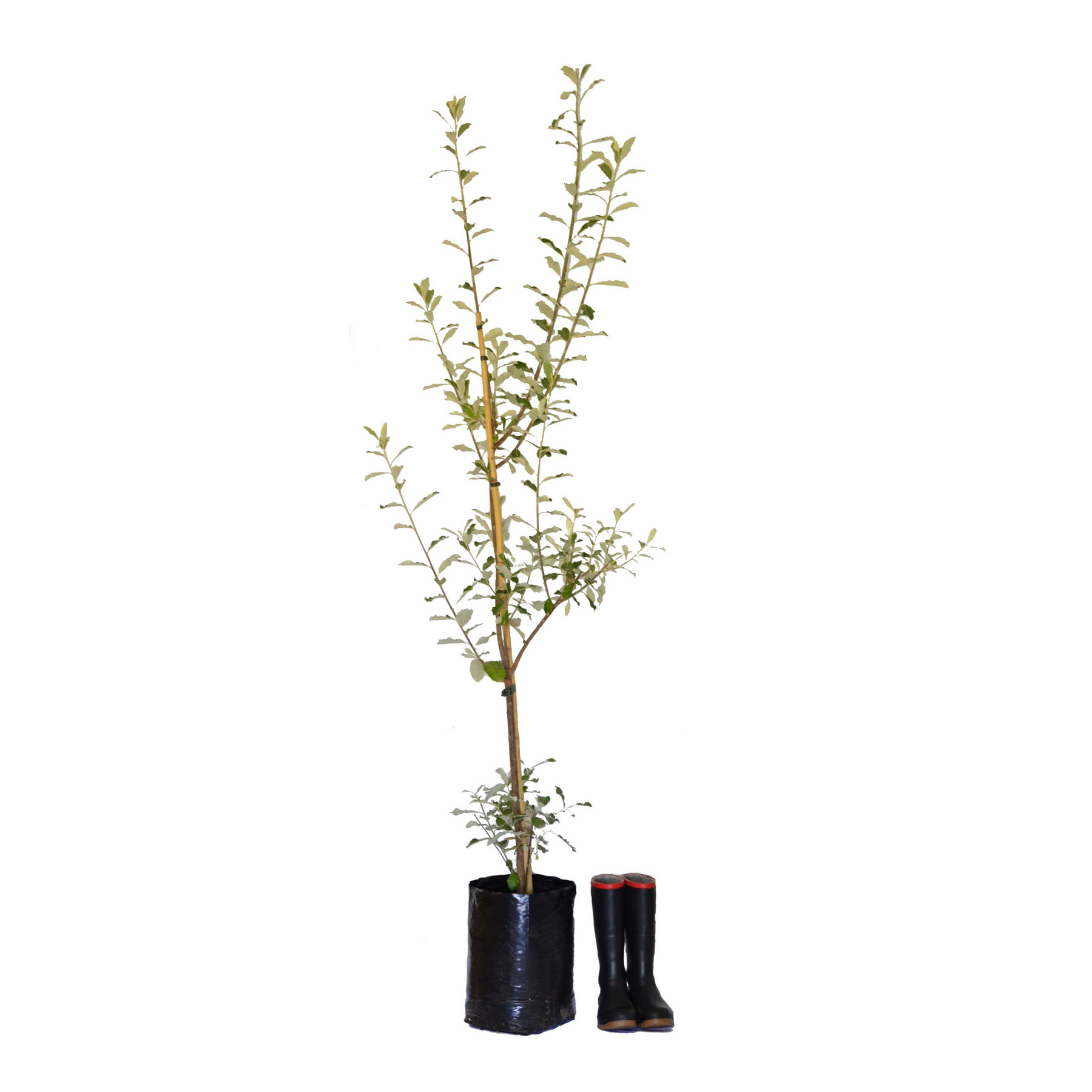 Coast Silver Oak - Indigenous Windbreak Tree | Cape Garden – Cape ...