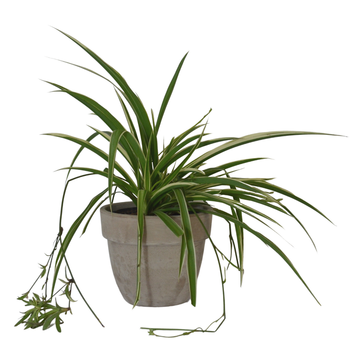 Clay Grey Patavium Pot 20cm – Cape Garden Online