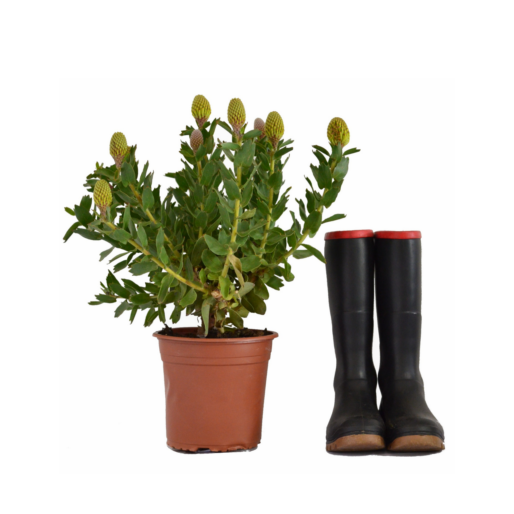 Fynbos Plants - Indigenous South African Flora – Cape Garden Online