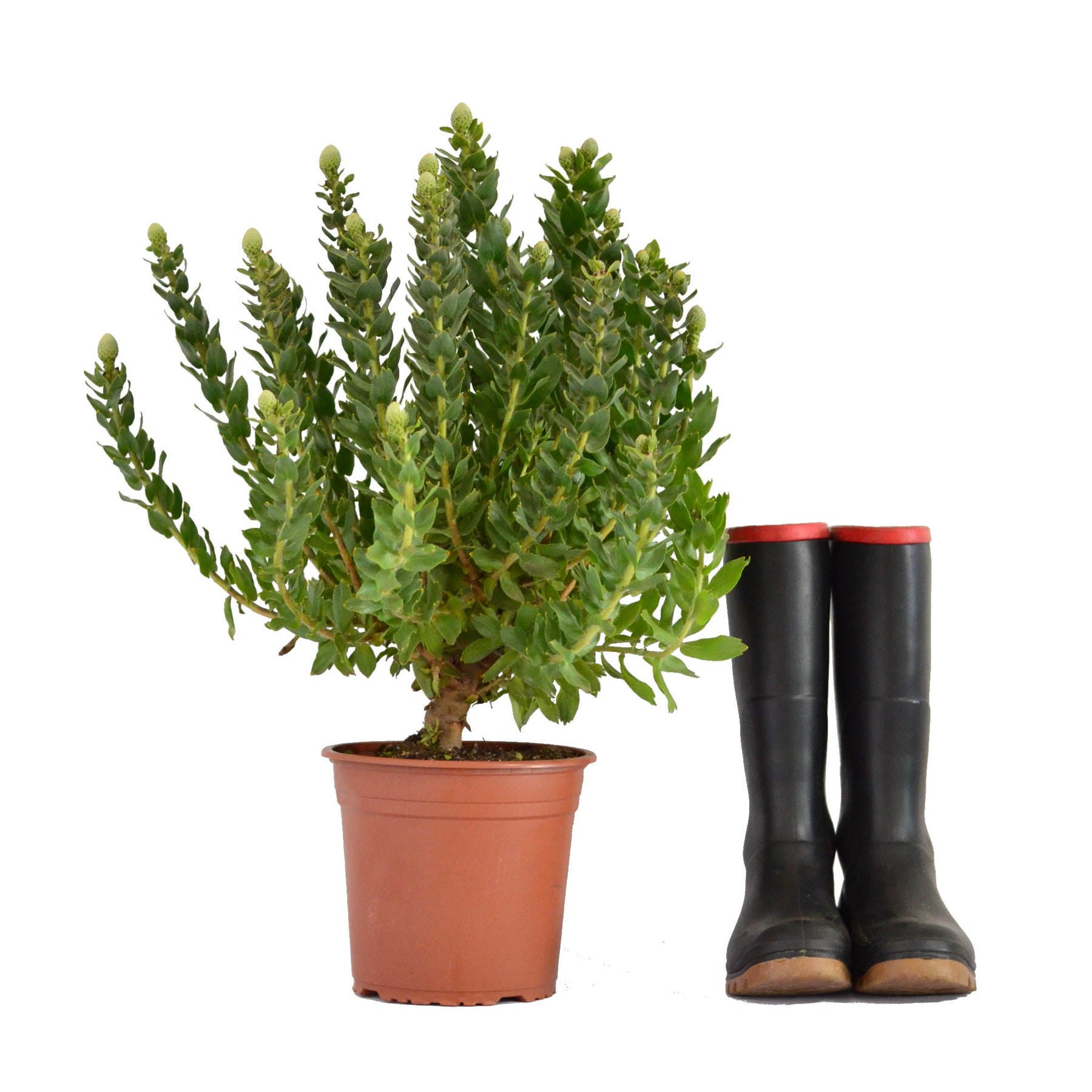 Fynbos Plants - Indigenous South African Flora – Cape Garden Online