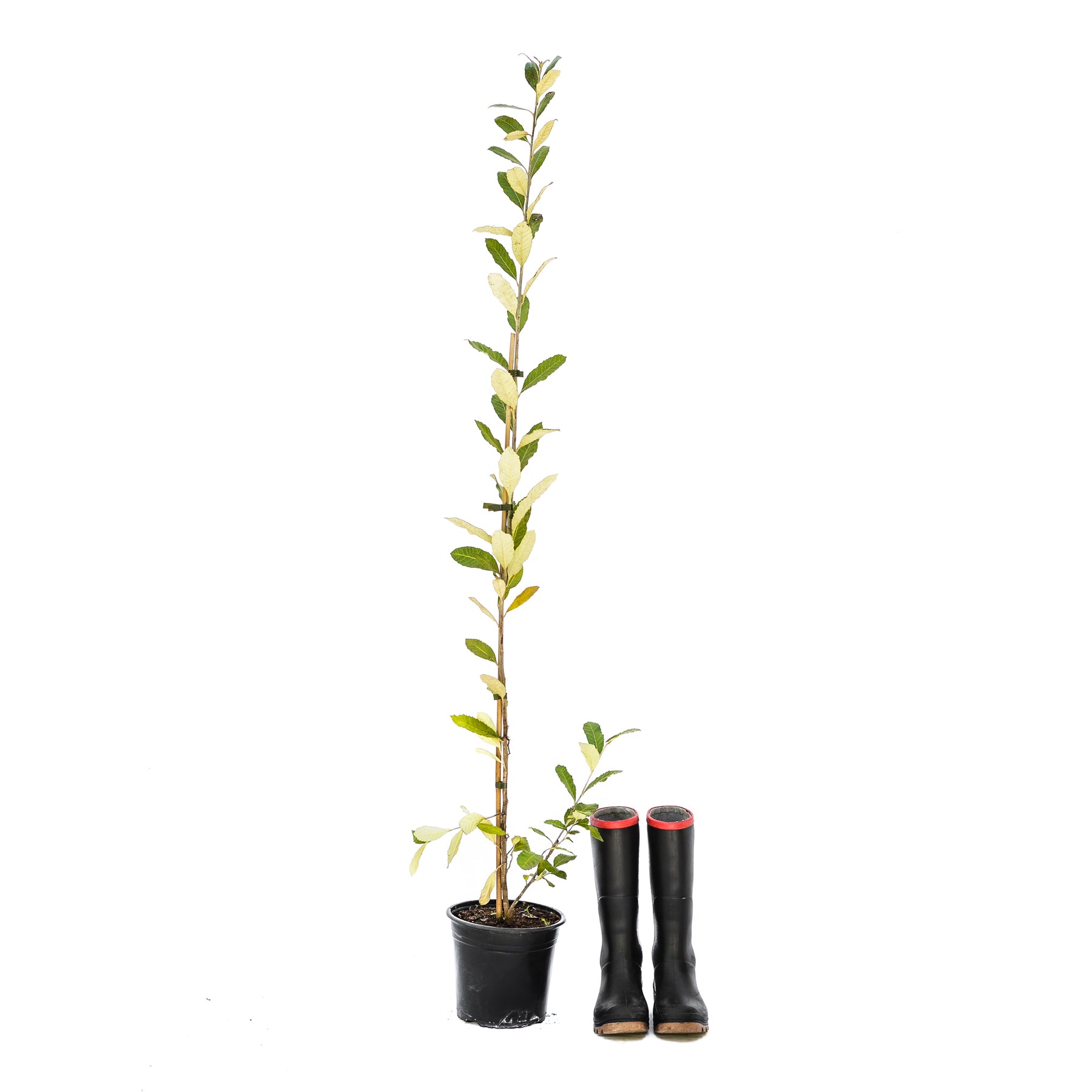 Coast Silver Oak - Indigenous Windbreak Tree | Cape Garden – Cape ...