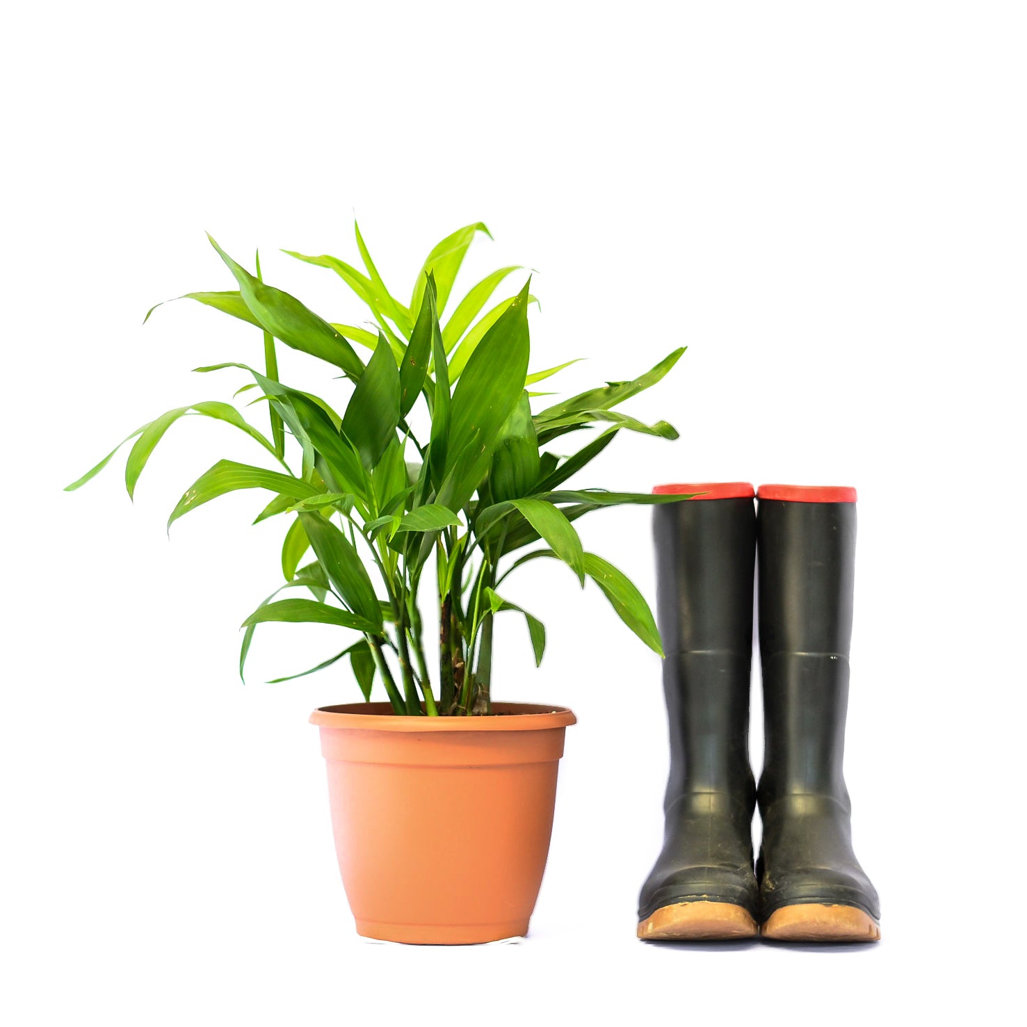 Reed Palm Cape Town | NASA Air-Purifying Indoor Plant | Cape Garden ...