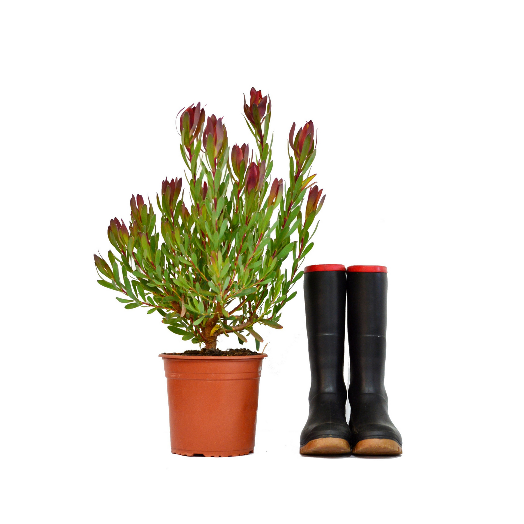 Fynbos Plants - Indigenous South African Flora – Cape Garden Online