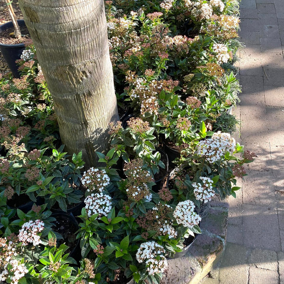Viburnum Tinus Compactum| Compact Evergreen Shrub – Cape Garden Online