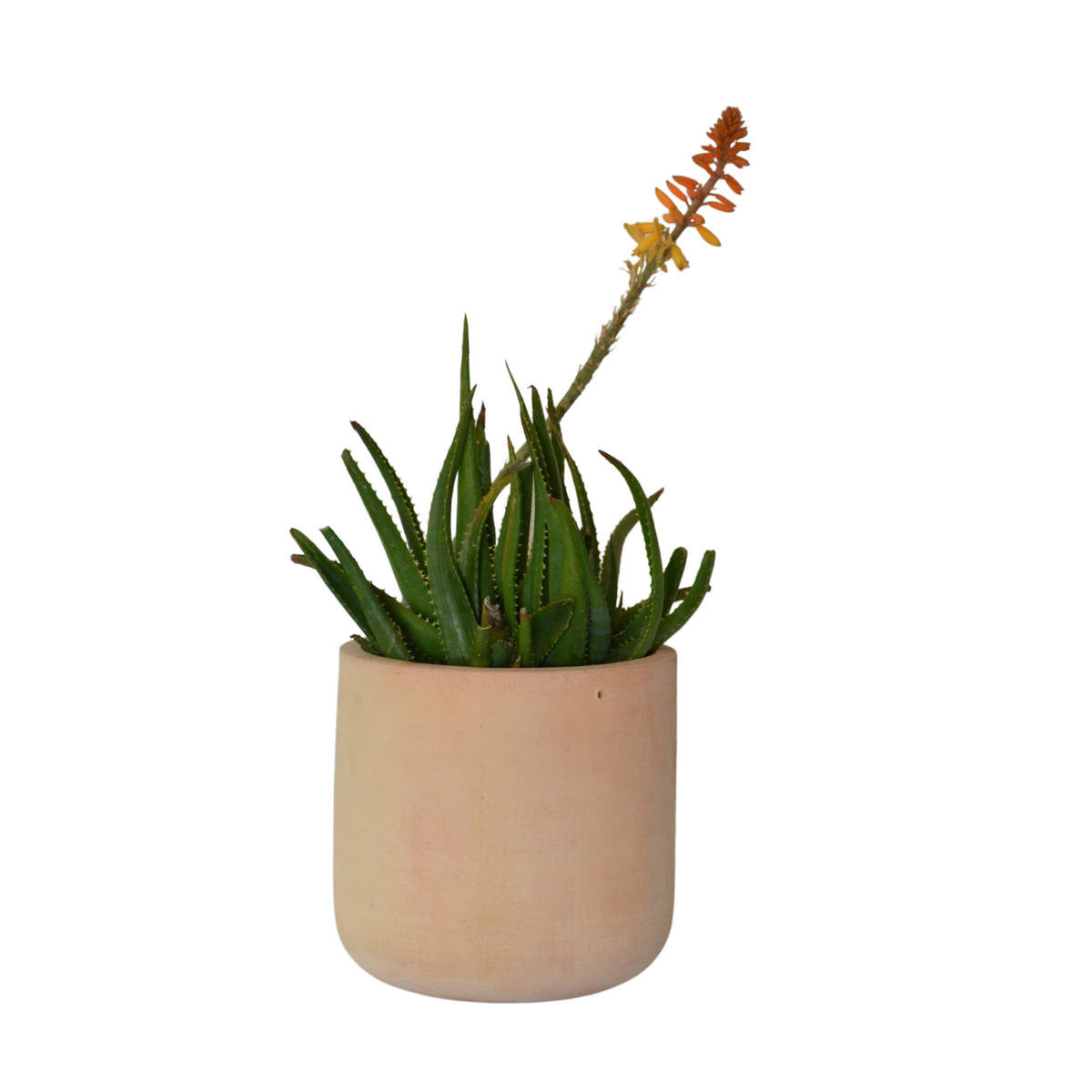 Clay Olive Pot 24cm – Cape Garden Online
