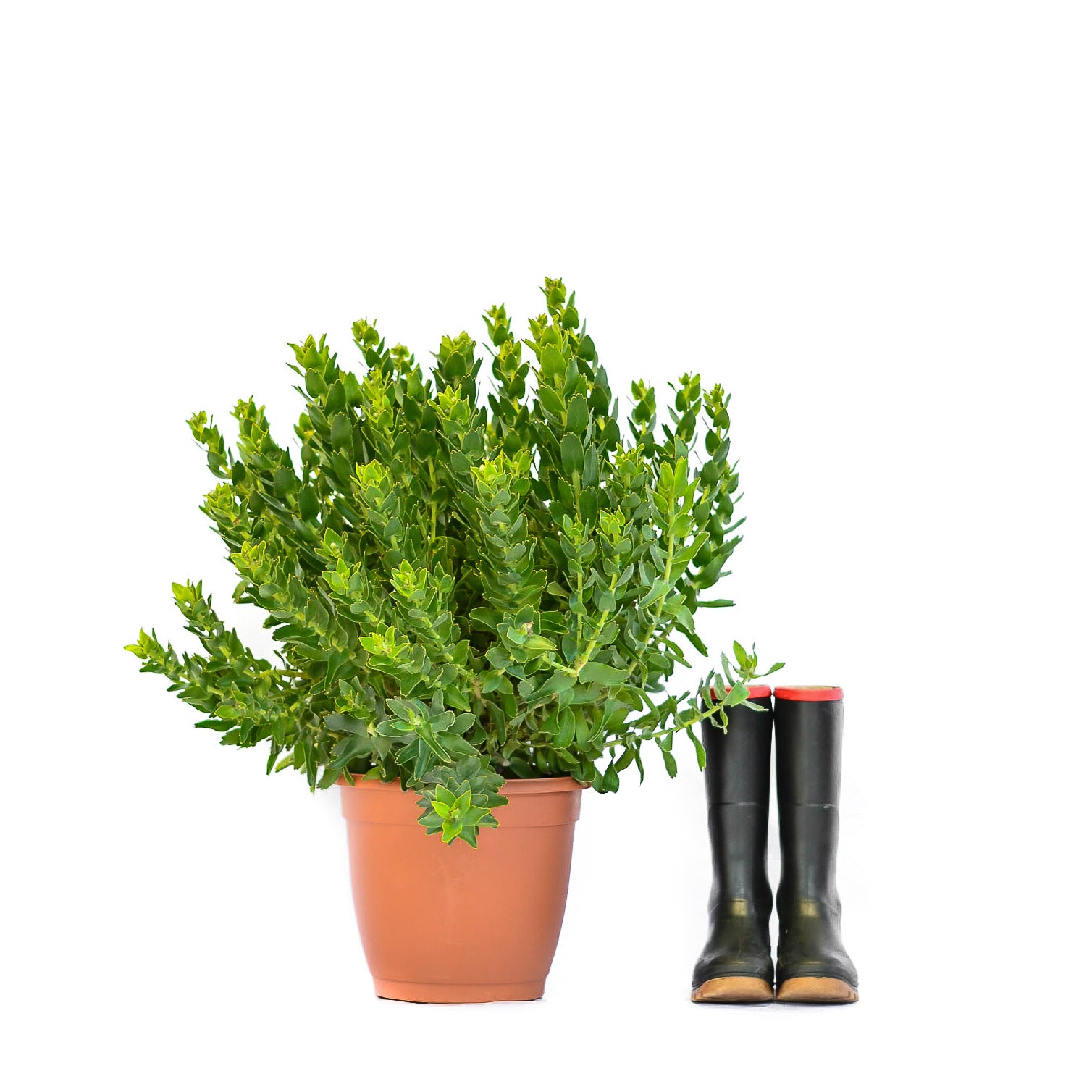 Fynbos Plants - Indigenous South African Flora – Cape Garden Online