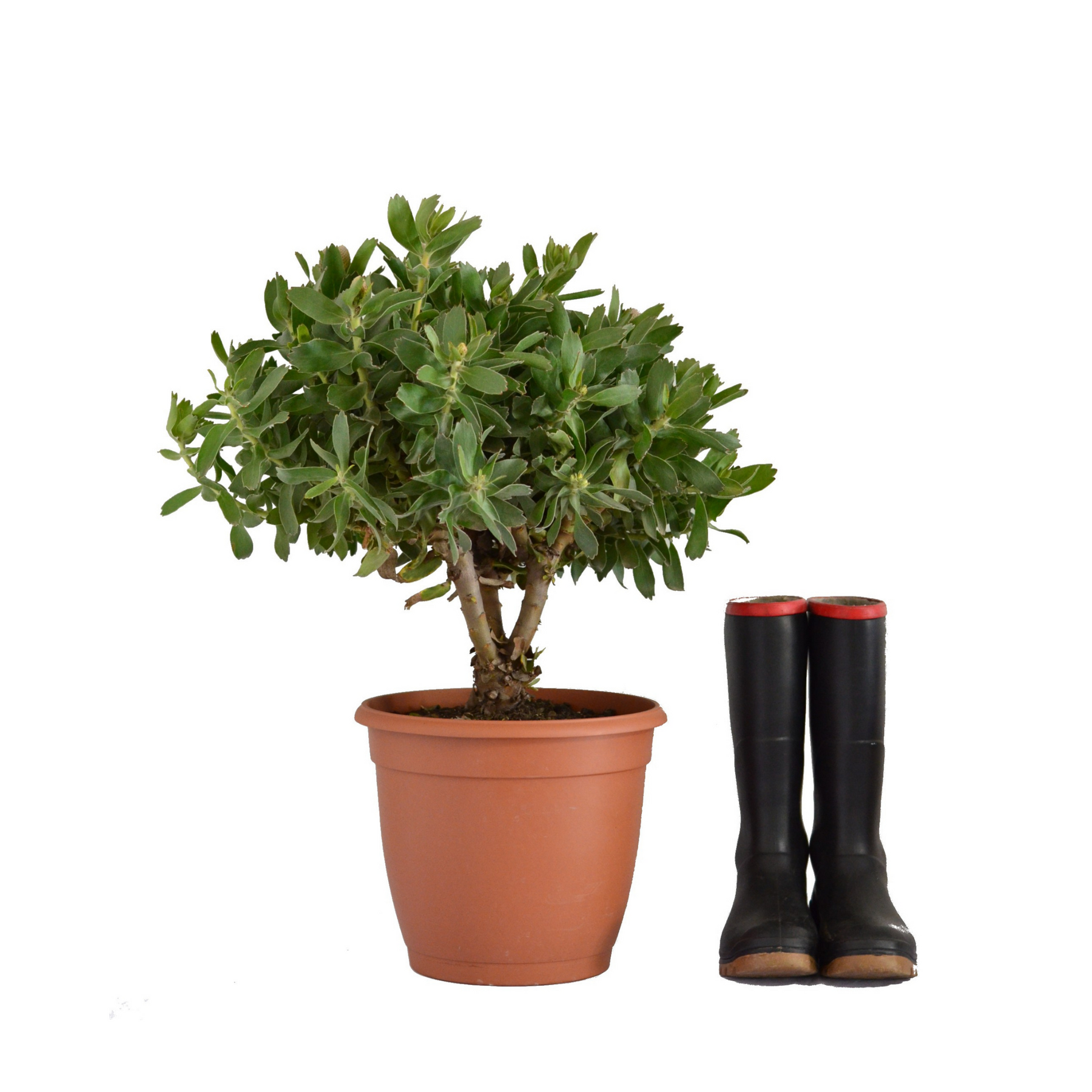 Fynbos Plants - Indigenous South African Flora – Cape Garden Online