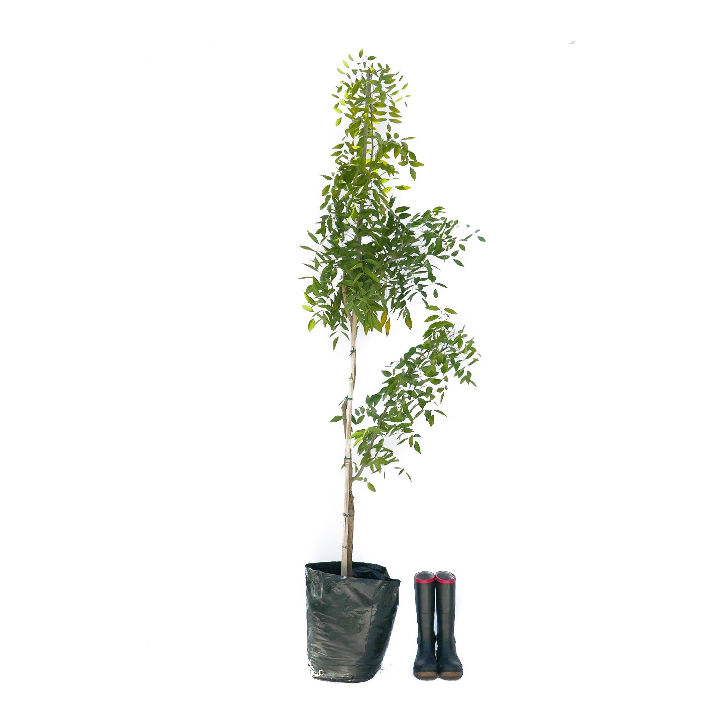 Trees – Cape Garden Online