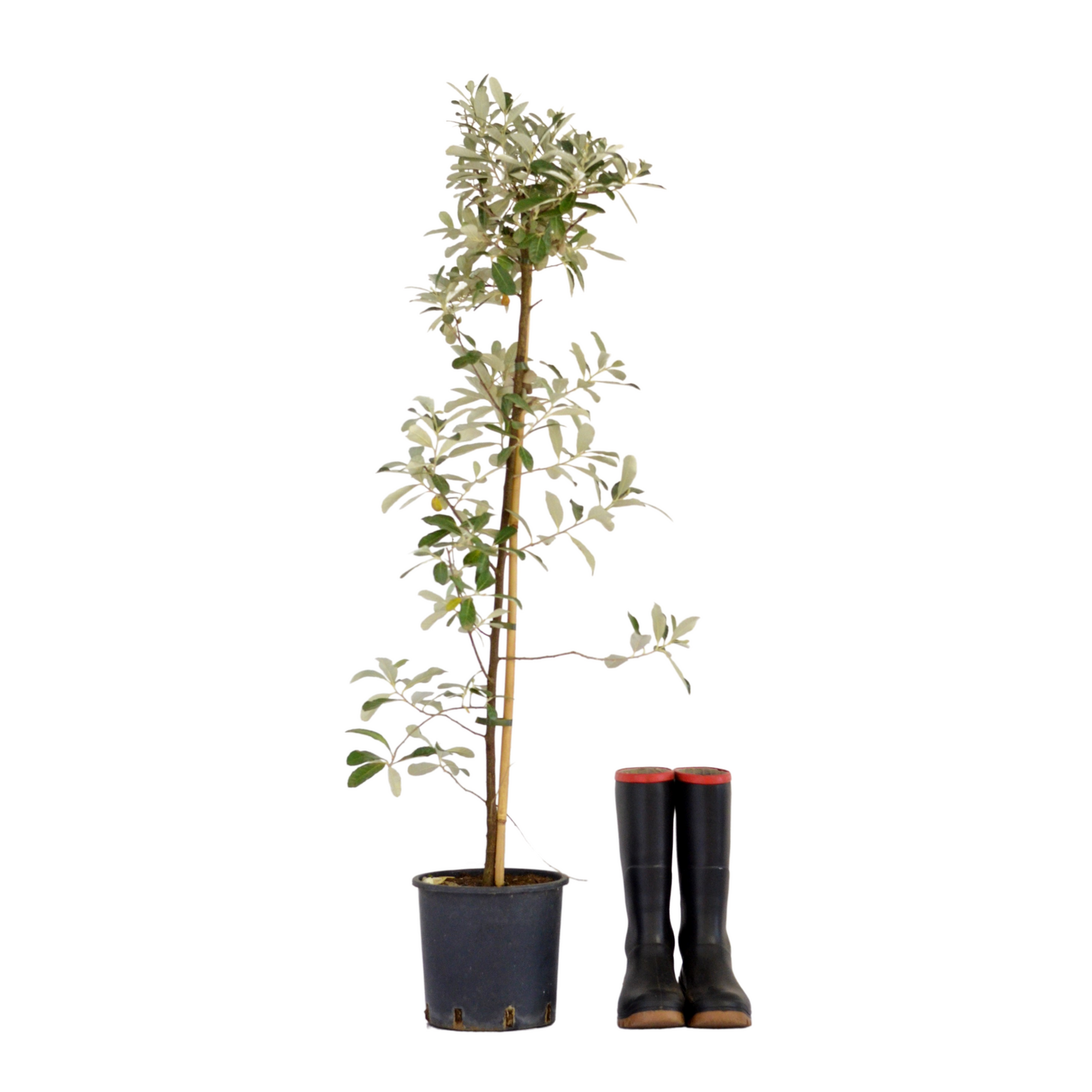 Coast Silver Oak - Indigenous Windbreak Tree | Cape Garden – Cape ...