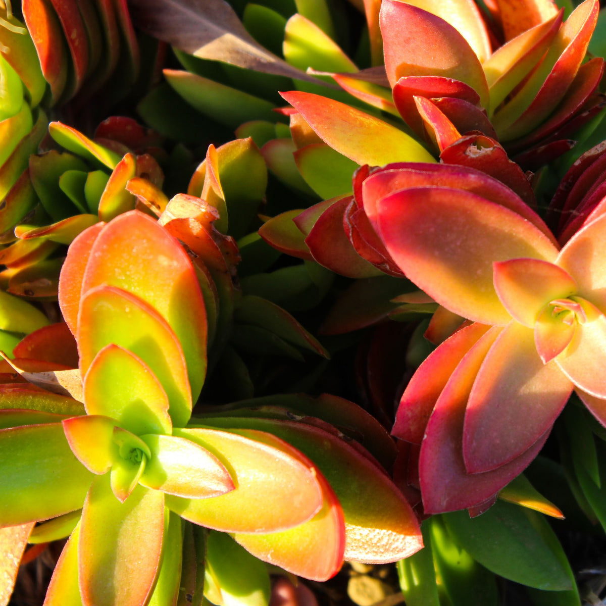 Campfire Crassula - Colorful Indigenous Succulent | Cape Garden – Cape ...