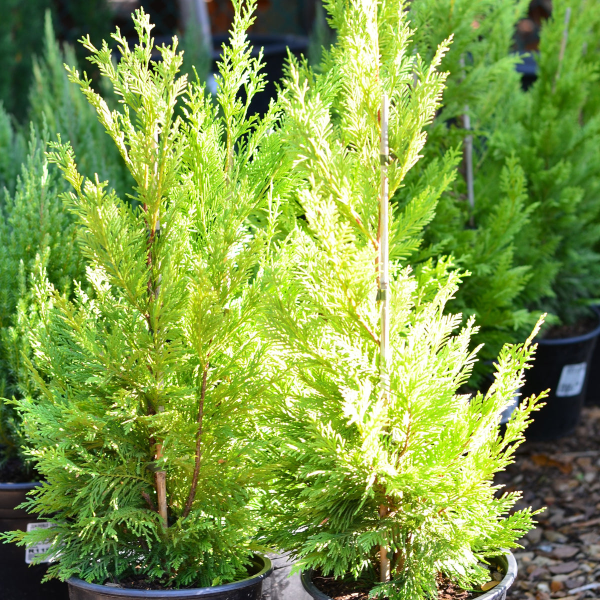 Leylandii 'Gold Rider'|Golden Hedge for Sale Cape Town – Cape Garden Online