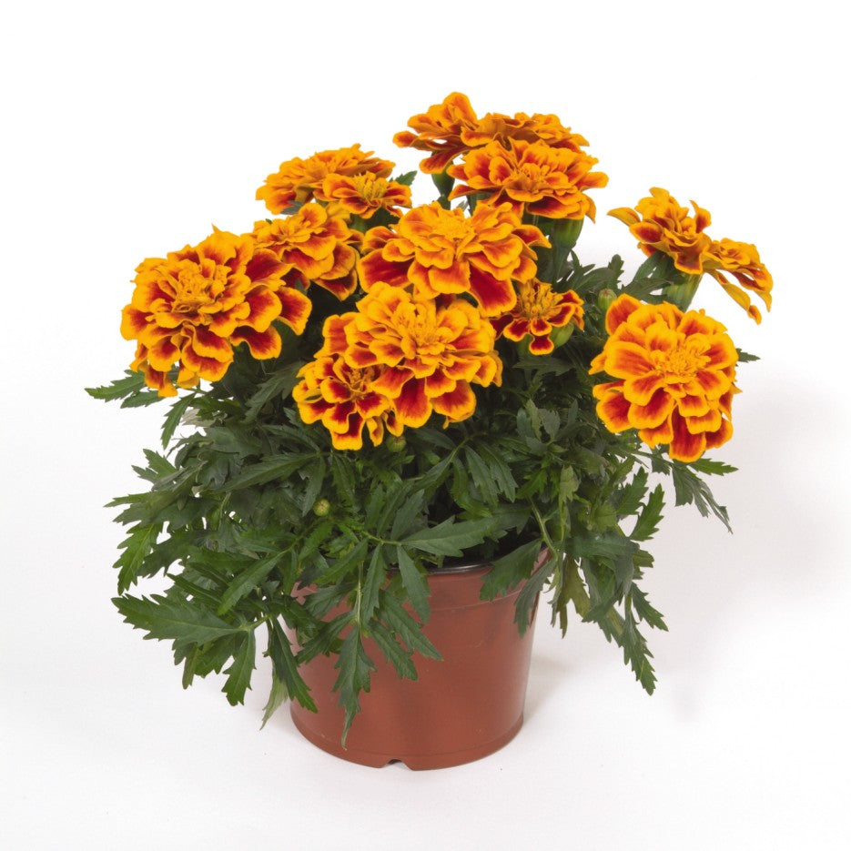 Perennials and Annuals – Page 2 – Cape Garden Online