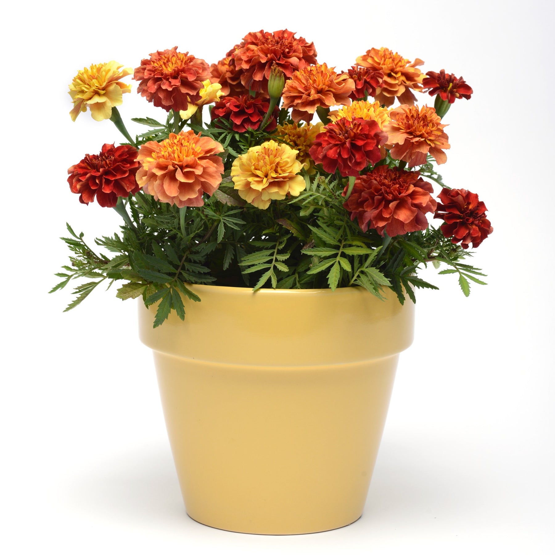 French Marigold 'Strawberry Blonde' | Tagetes Patula – Cape Garden Online