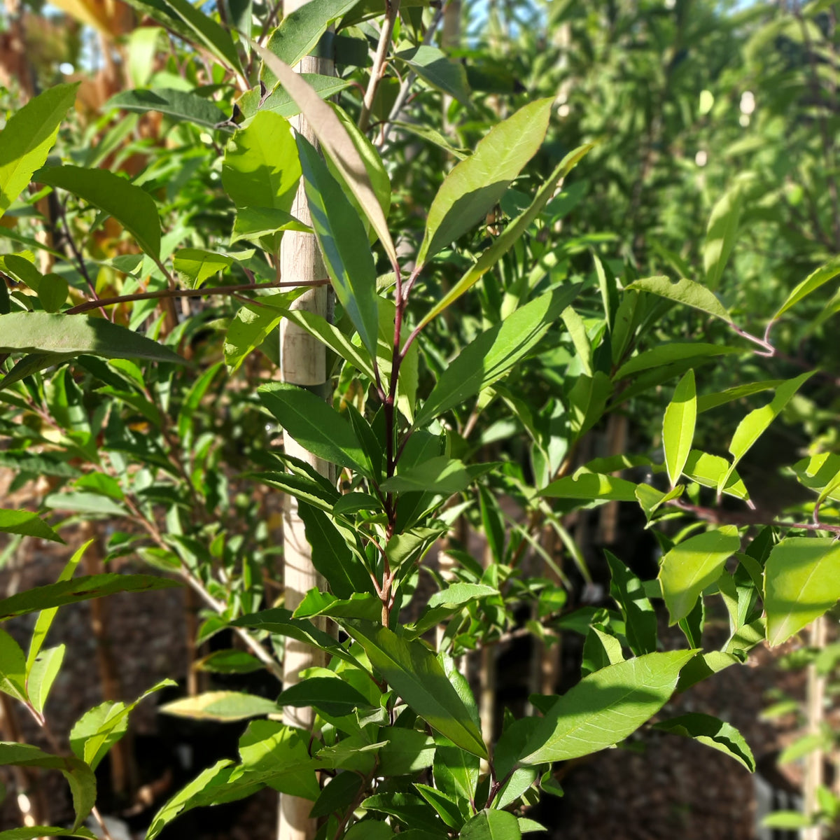 African Holly | Ilex mitis – Cape Garden Online