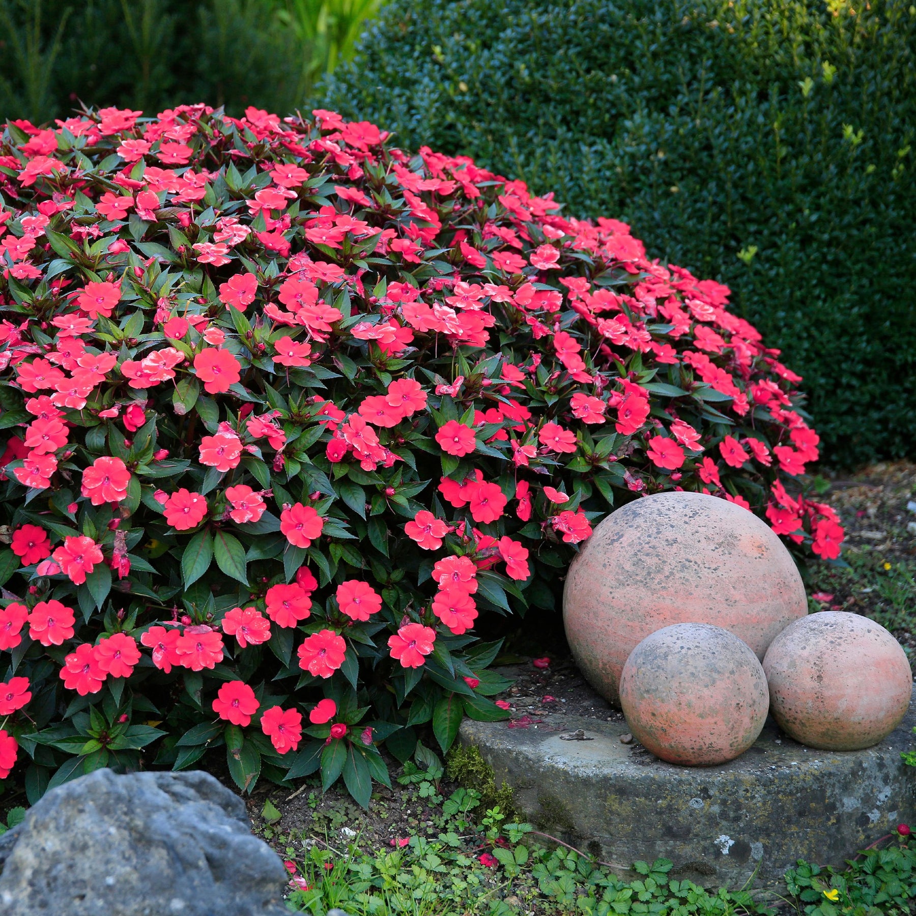 Shop seedlings – Cape Garden Online
