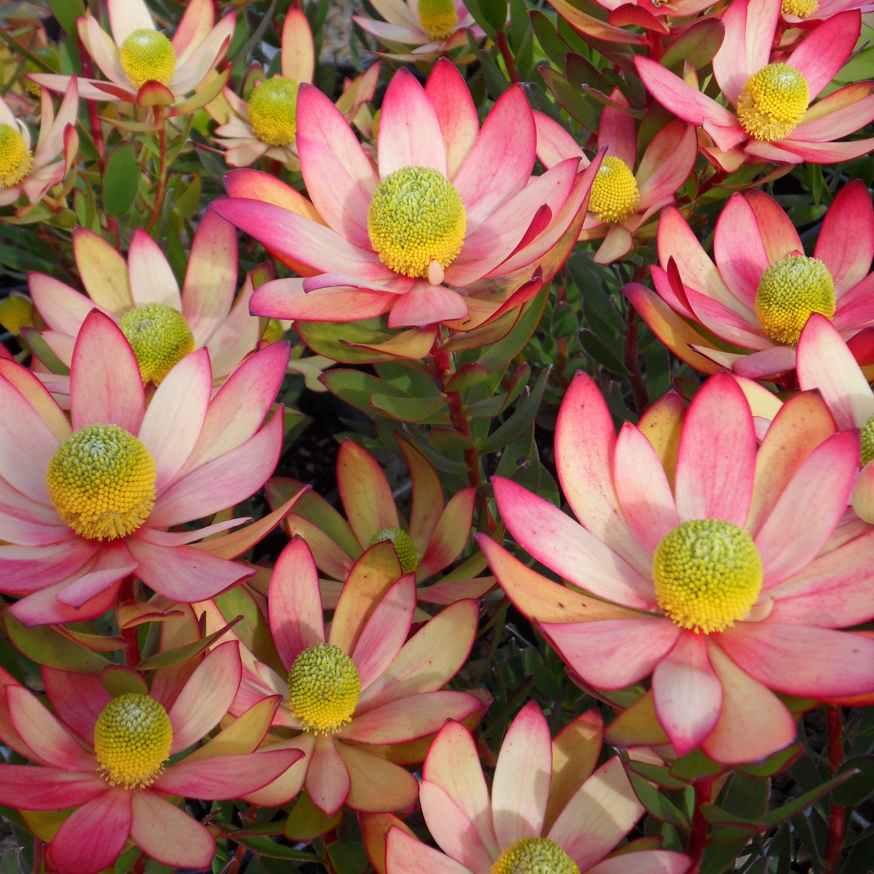 Fynbos Plants - Indigenous South African Flora – Cape Garden Online