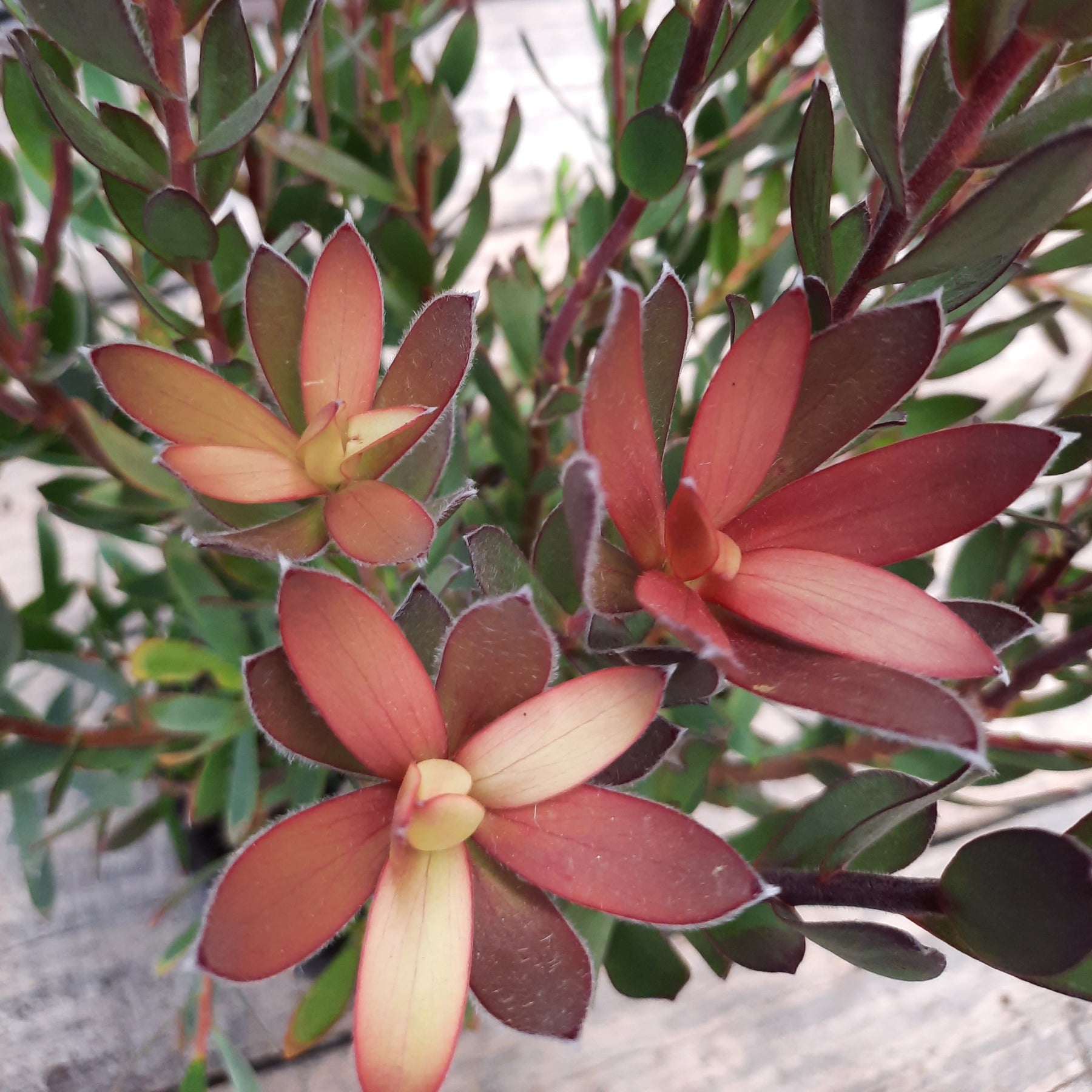 Fynbos Plants - Indigenous South African Flora – Cape Garden Online