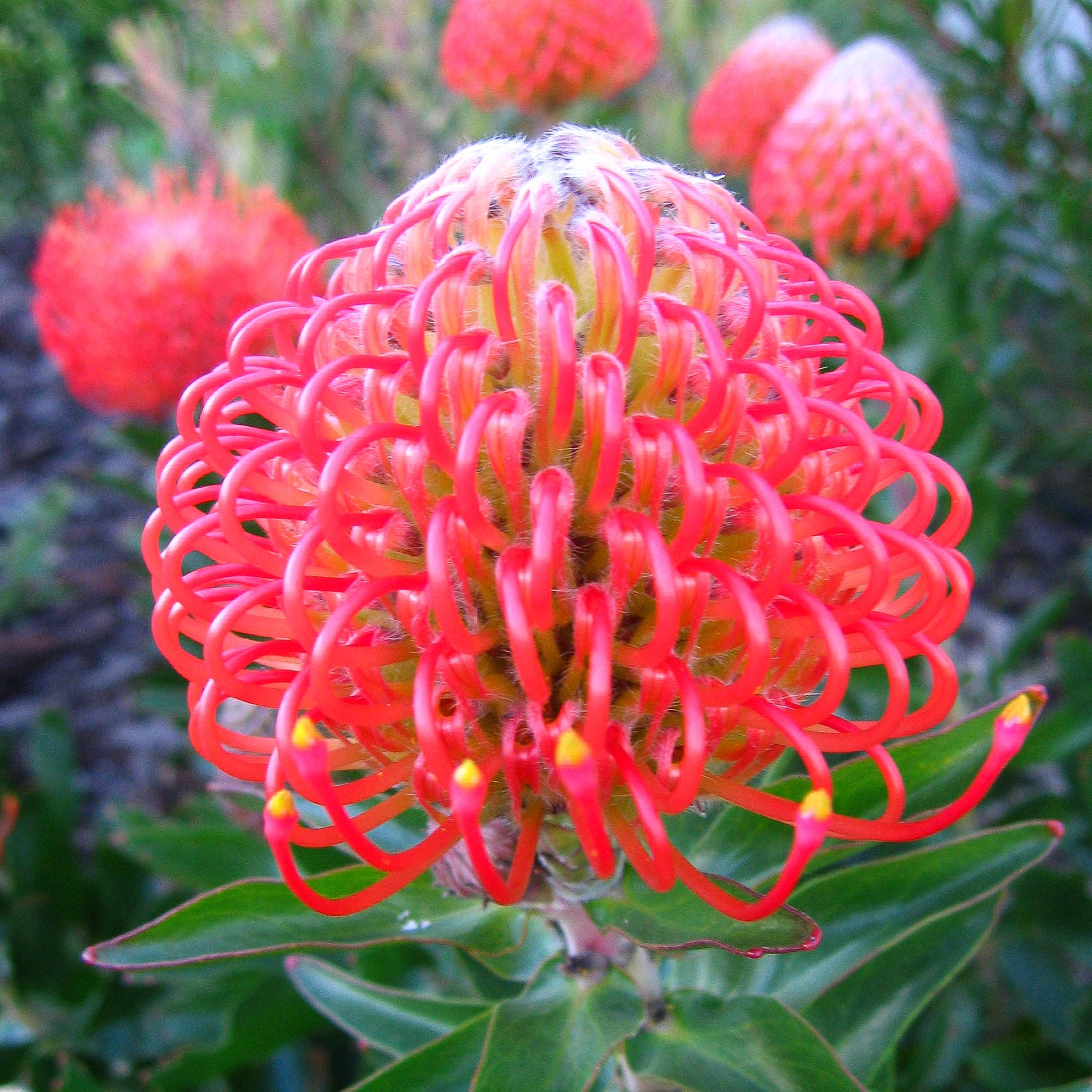 Fynbos Plants - Indigenous South African Flora – Cape Garden Online