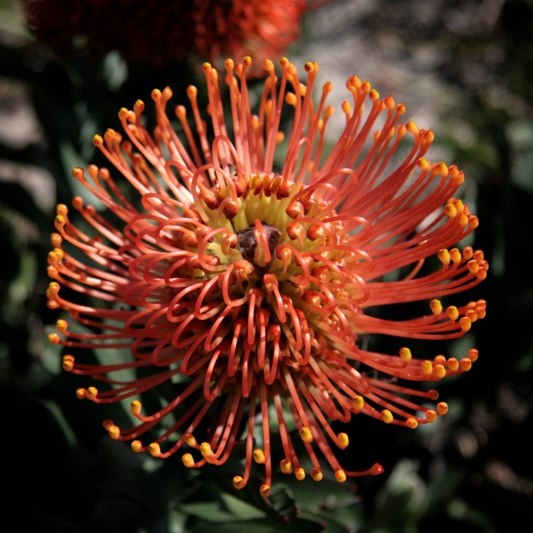Fynbos Plants - Indigenous South African Flora – Cape Garden Online