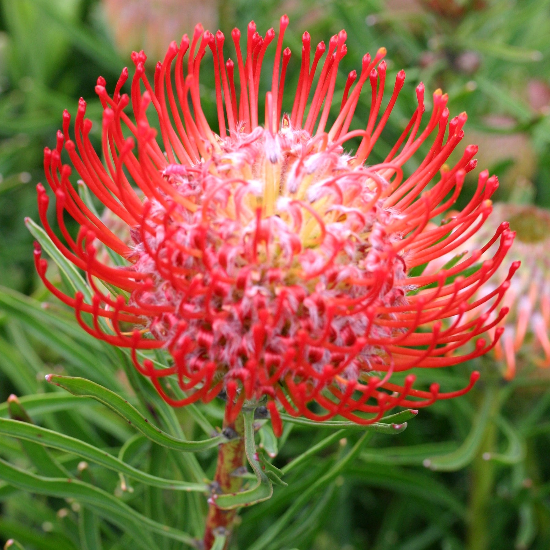 Fynbos Plants - Indigenous South African Flora – Cape Garden Online