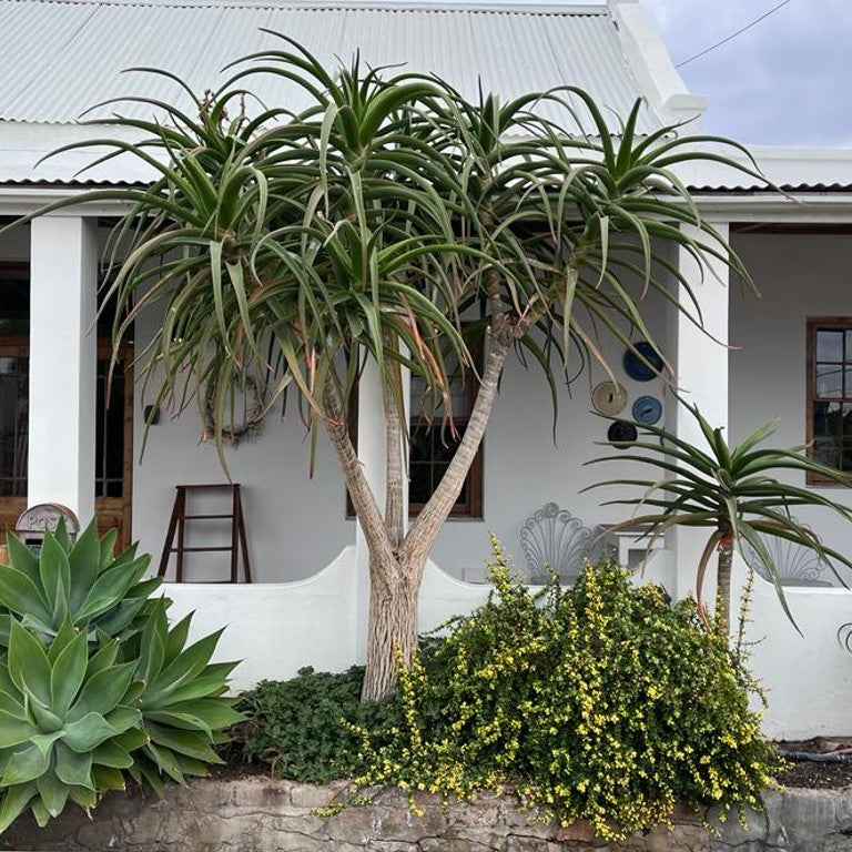 Tree Aloe- Striking Accent Plant for Sale Cape Town – Cape Garden Online
