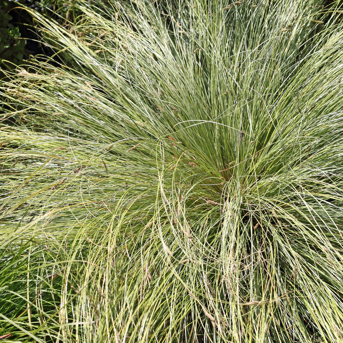 Amazon Mist Sedge - Graceful Ornamental Grass | Cape Garden – Cape ...