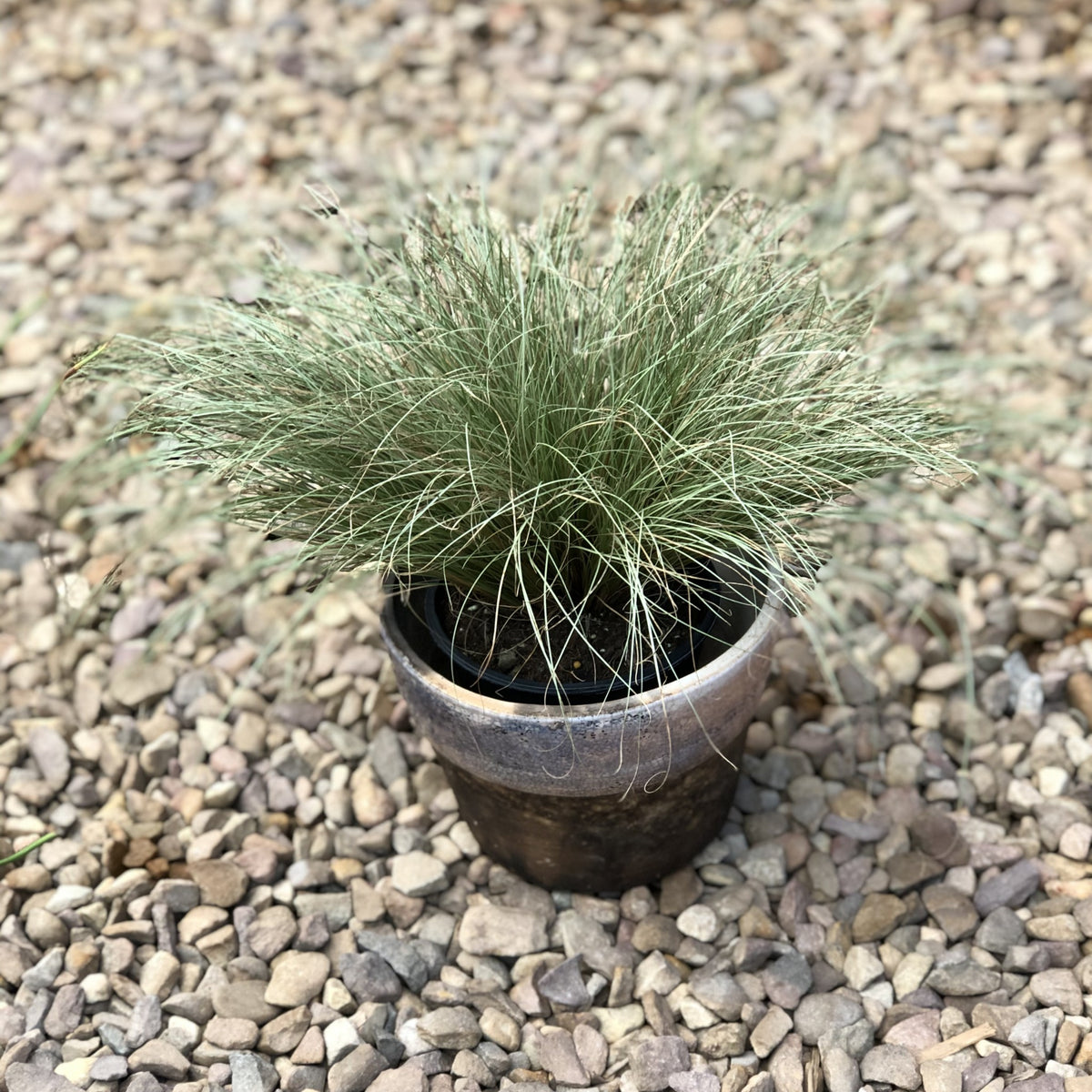 Amazon Mist Sedge - Graceful Ornamental Grass | Cape Garden – Cape ...