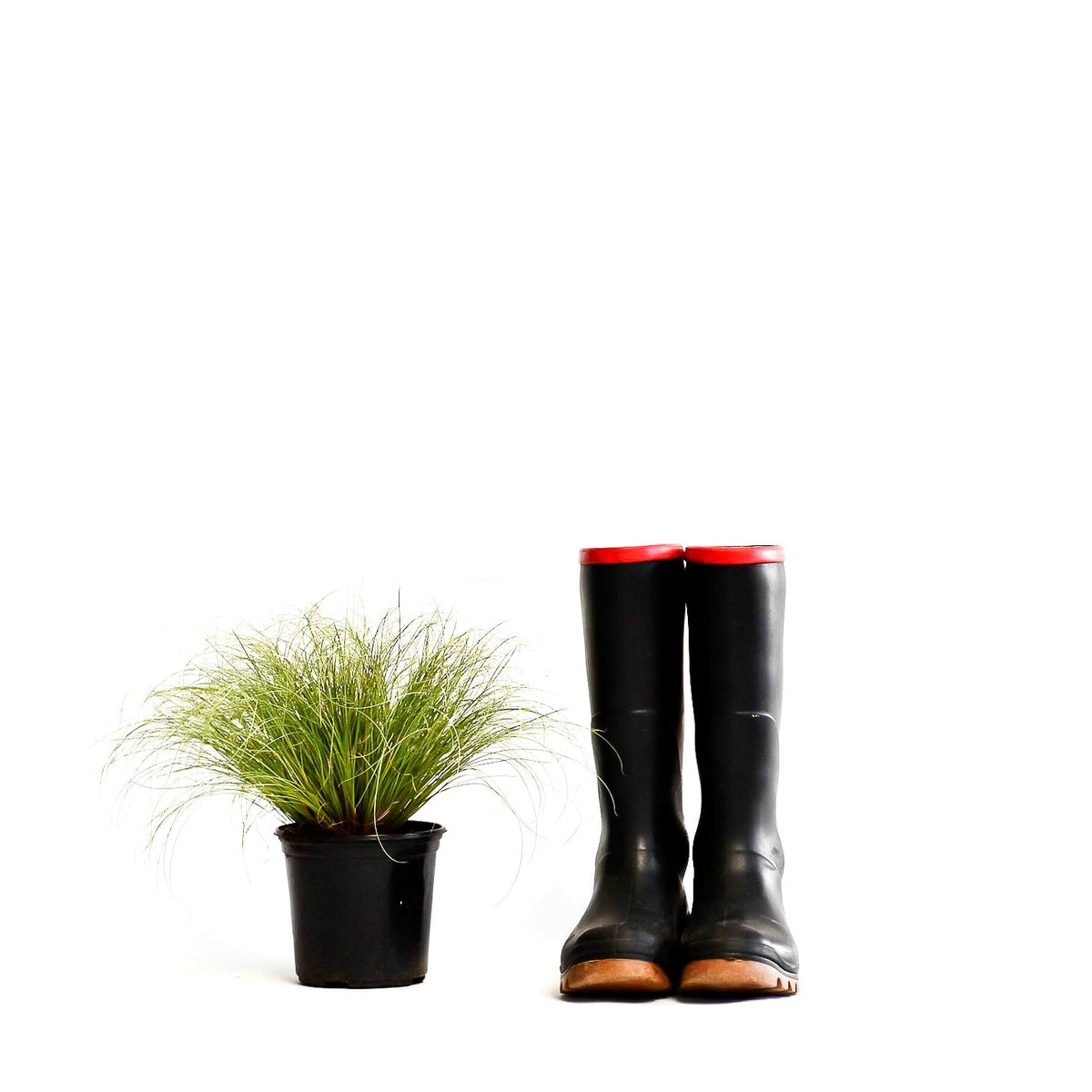 Amazon Mist Sedge - Graceful Ornamental Grass | Cape Garden – Cape ...