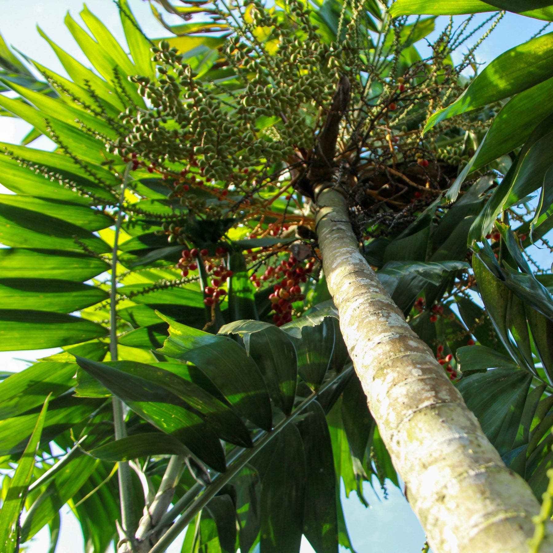 Reed Palm Cape Town | NASA Air-Purifying Indoor Plant | Cape Garden ...