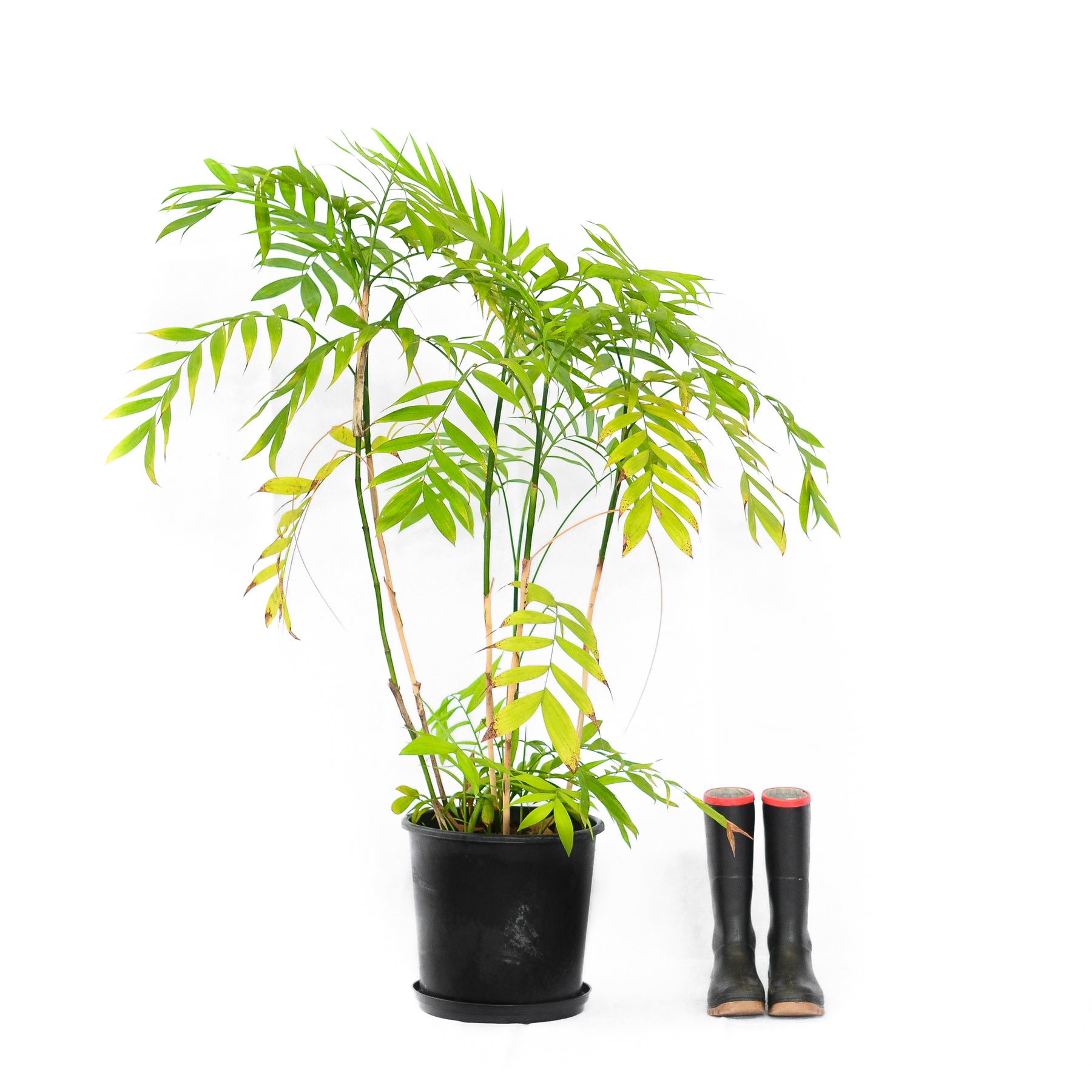 Reed Palm Cape Town | NASA Air-Purifying Indoor Plant | Cape Garden ...