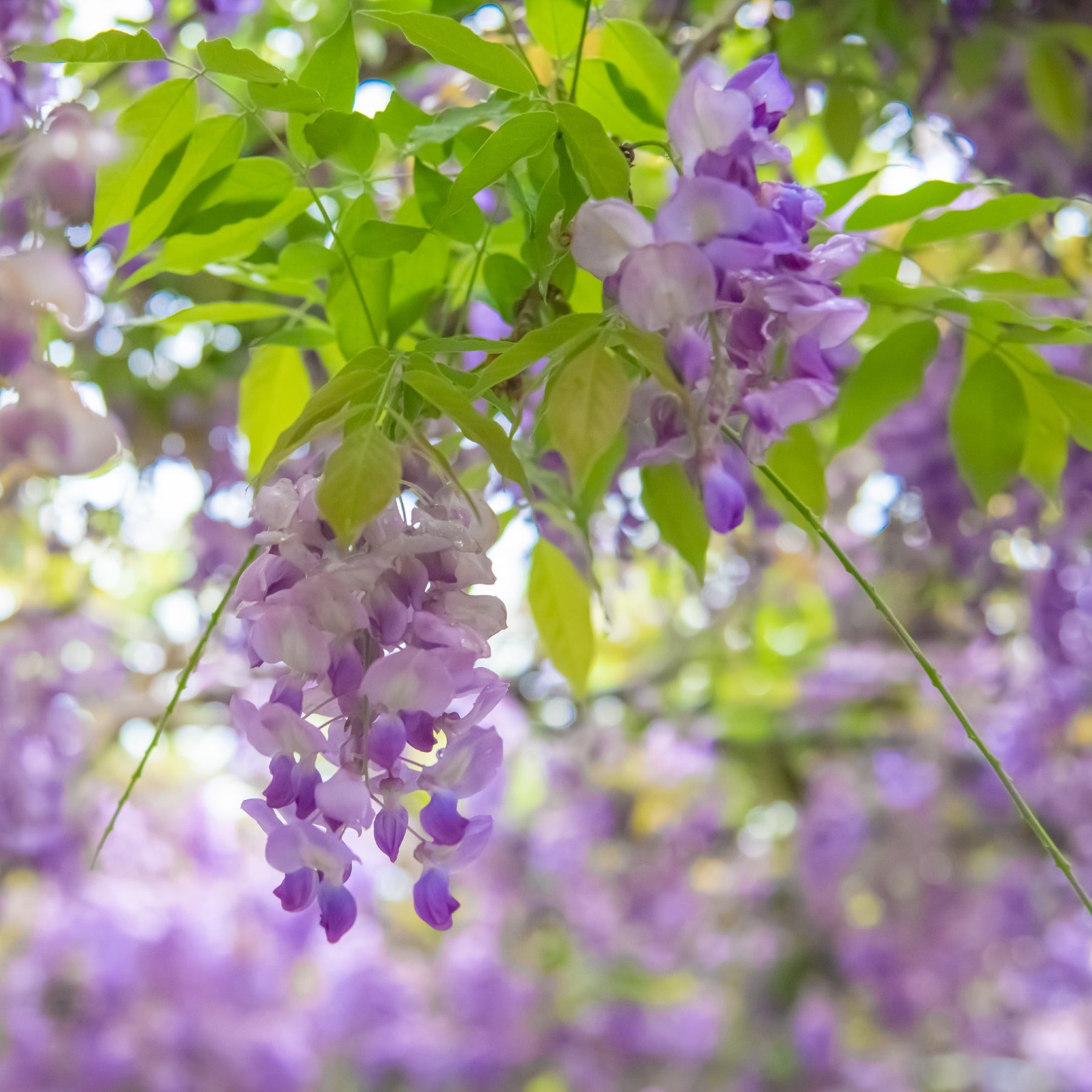 Shop garden trees to plant in Cape Town, Western Cape – Cape Garden Online