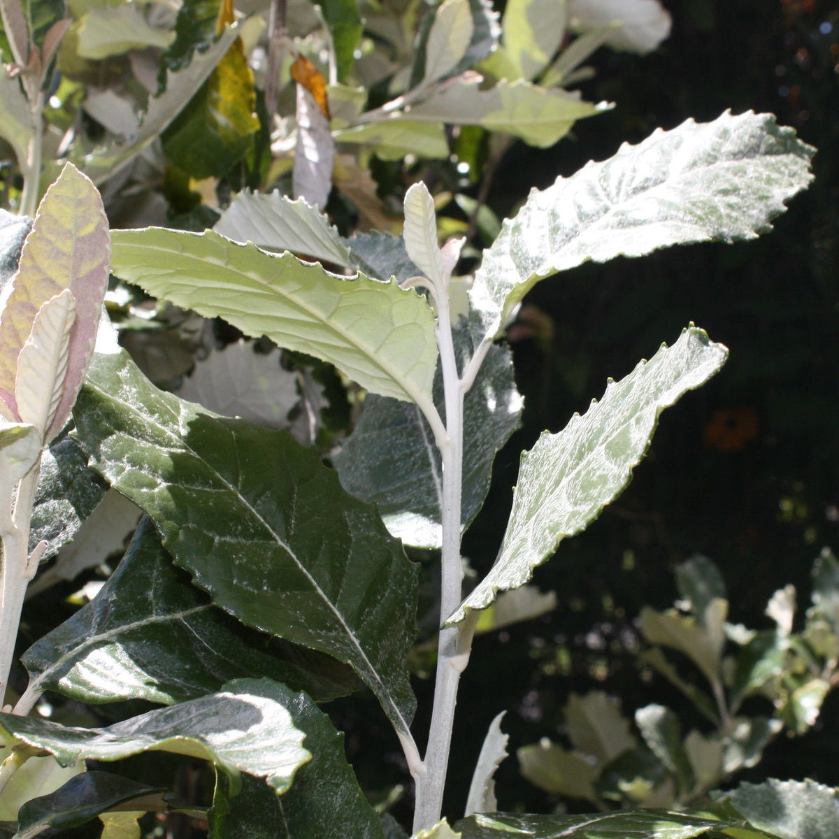 Coast Silver Oak - Indigenous Windbreak Tree | Cape Garden – Cape ...