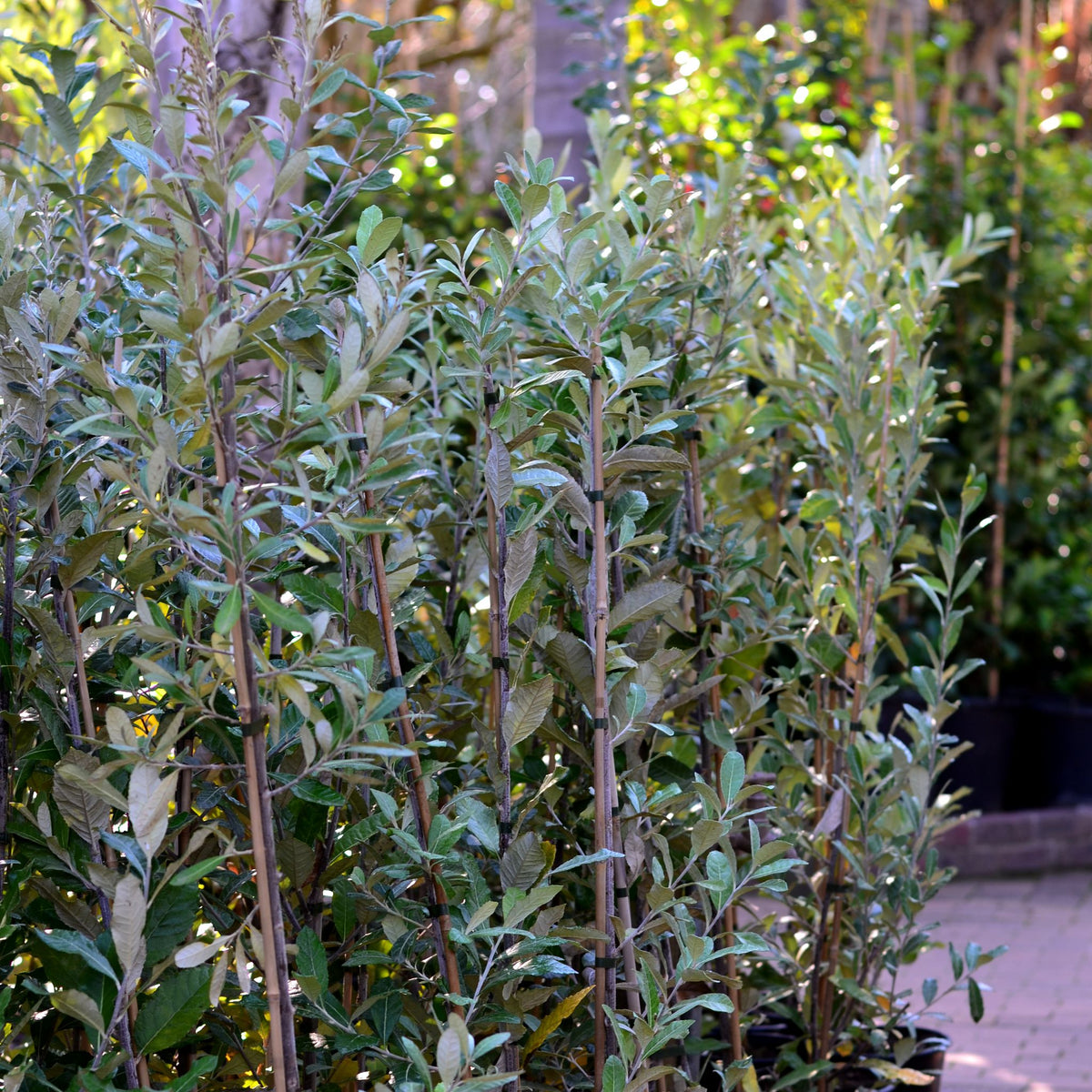 Coast Silver Oak - Indigenous Windbreak Tree | Cape Garden – Cape ...