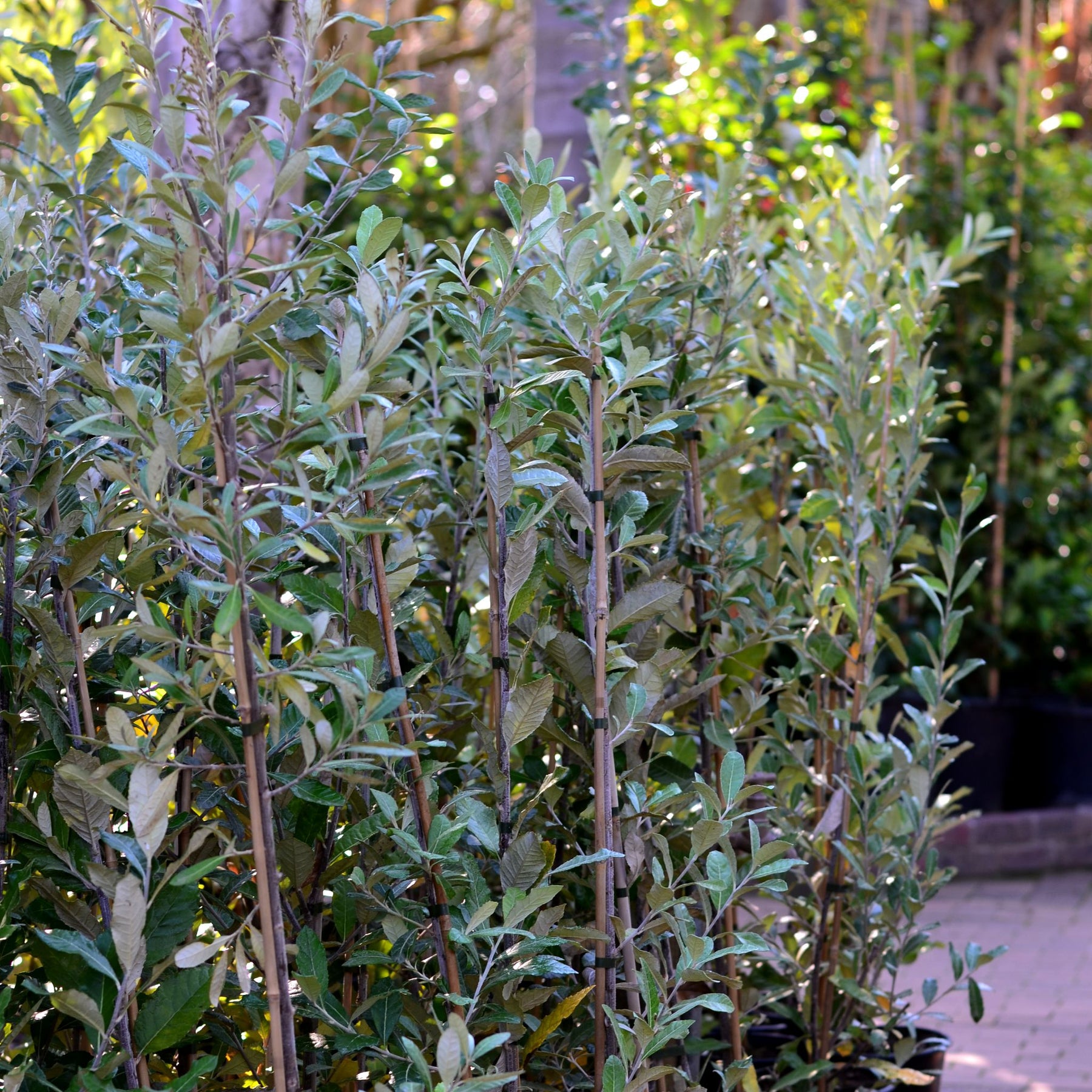 Garden Trees - Shade, Ornamental & Fast-Growing Varieties – Cape Garden ...