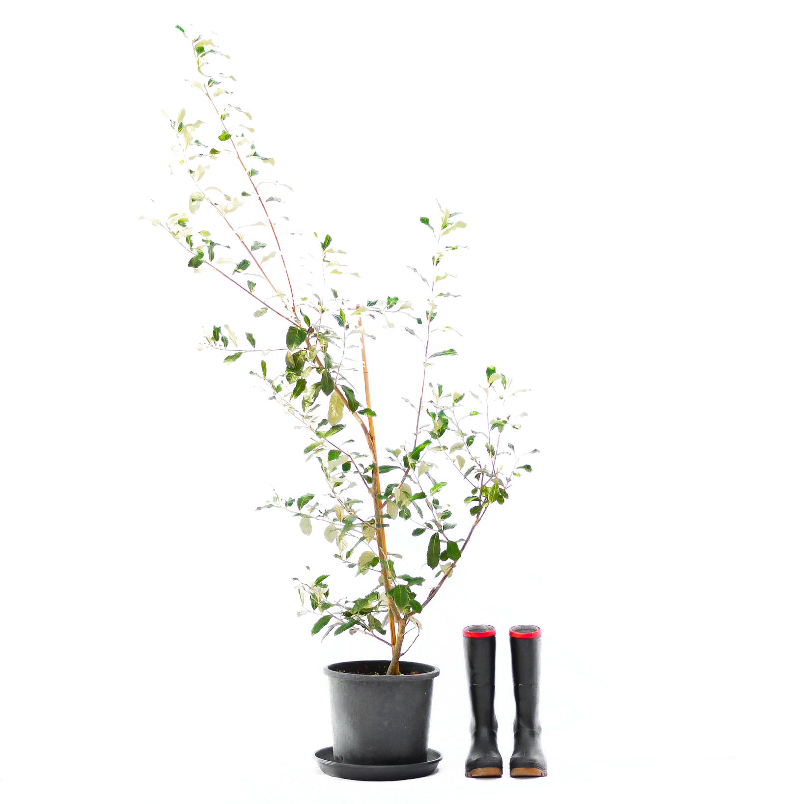 Coast Silver Oak - Indigenous Windbreak Tree | Cape Garden – Cape ...