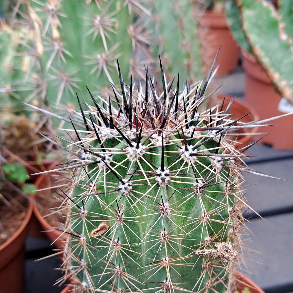 Cactus Assorted – Cape Garden Online