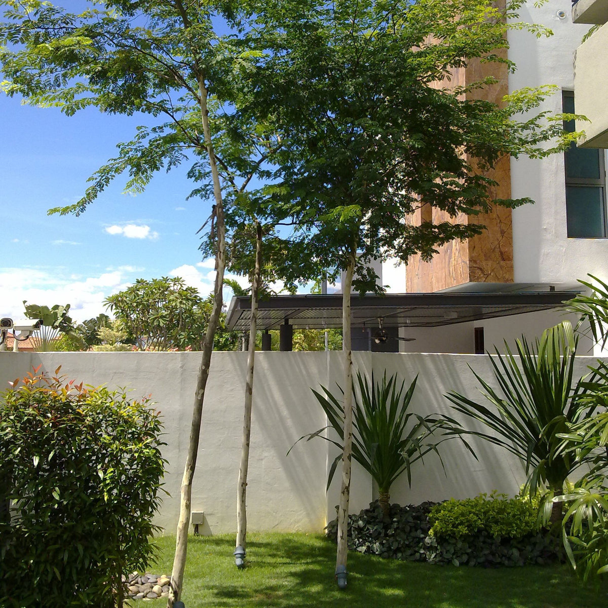 Buy Leopard Tree Online Cape Town | Best Feature Trees Small Gardens ...