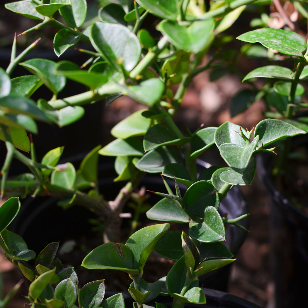 Carissa Bispinosa Forest Num Num - Indigenous Hedge | Cape Garden ...