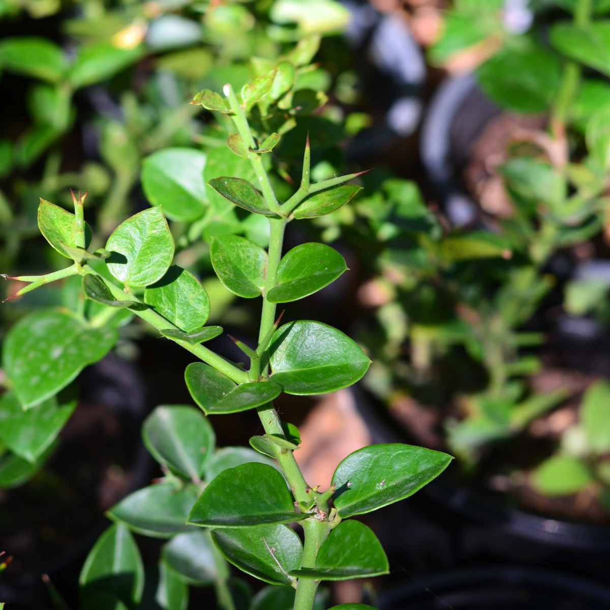 Carissa Bispinosa Forest Num Num - Indigenous Hedge | Cape Garden ...