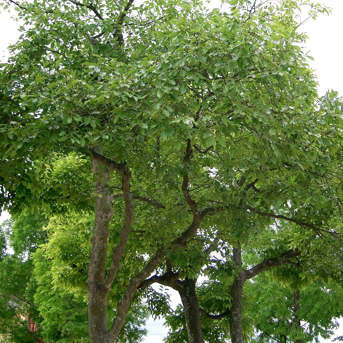 Buy Chinese Hackberry Tree Cape Town | Best Shade Trees – Cape Garden ...