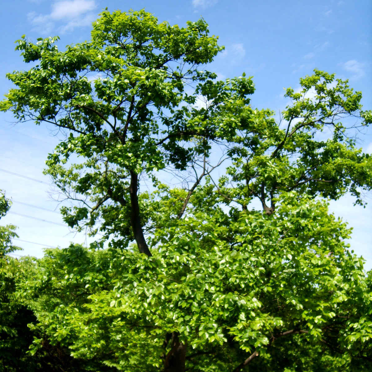 Buy Chinese Hackberry Tree Cape Town | Best Shade Trees – Cape Garden ...