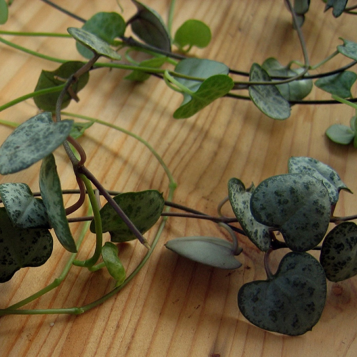 String-of-Arrows | Hanging Basket Ceropegia Woodii – Cape Garden Online